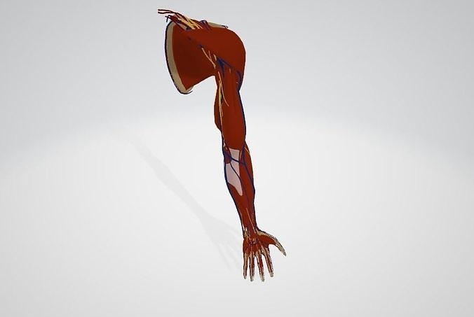 human arm 3D model 3D printable animated | CGTrader
