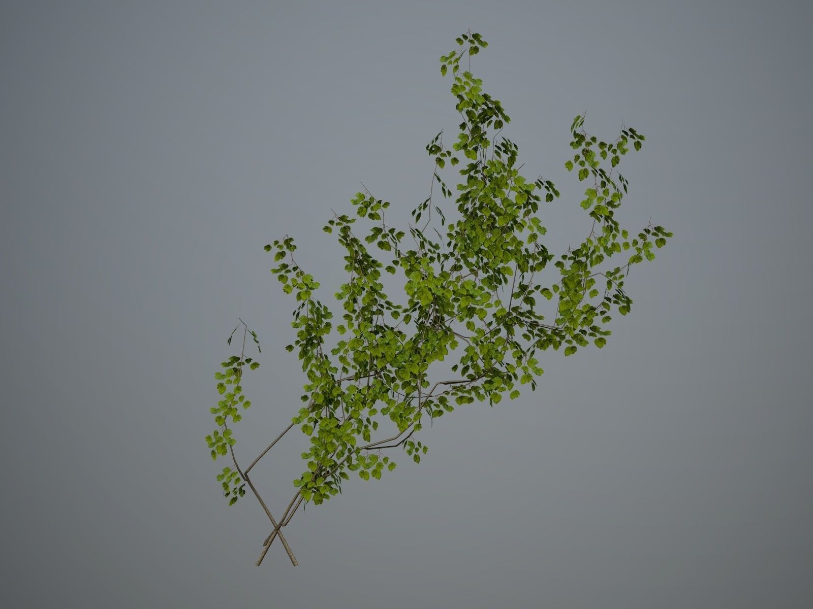 3D model Ivy Branches VR / AR / low-poly | CGTrader