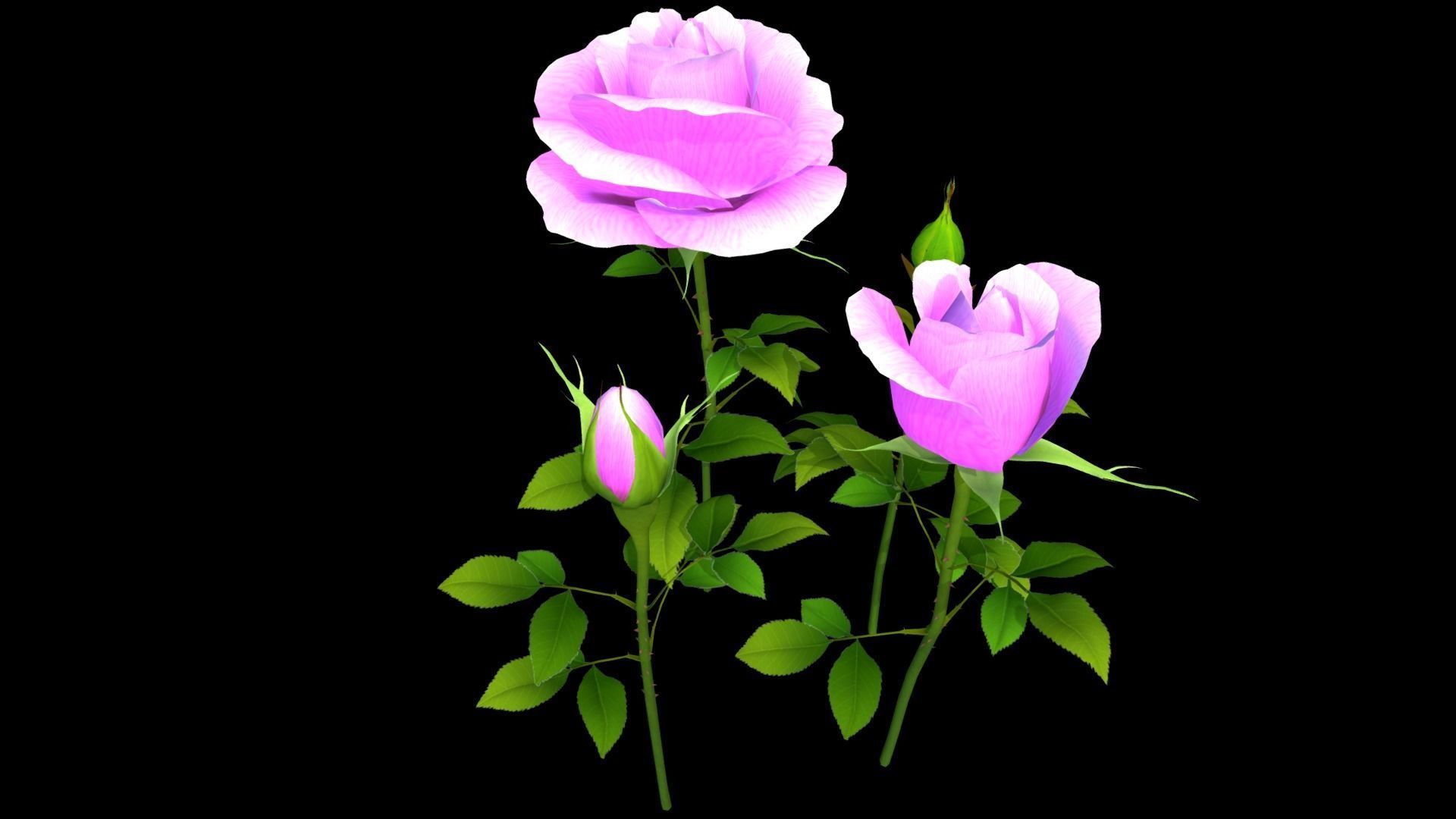 3D model Flower Rose Madiver VR / AR / low-poly | CGTrader