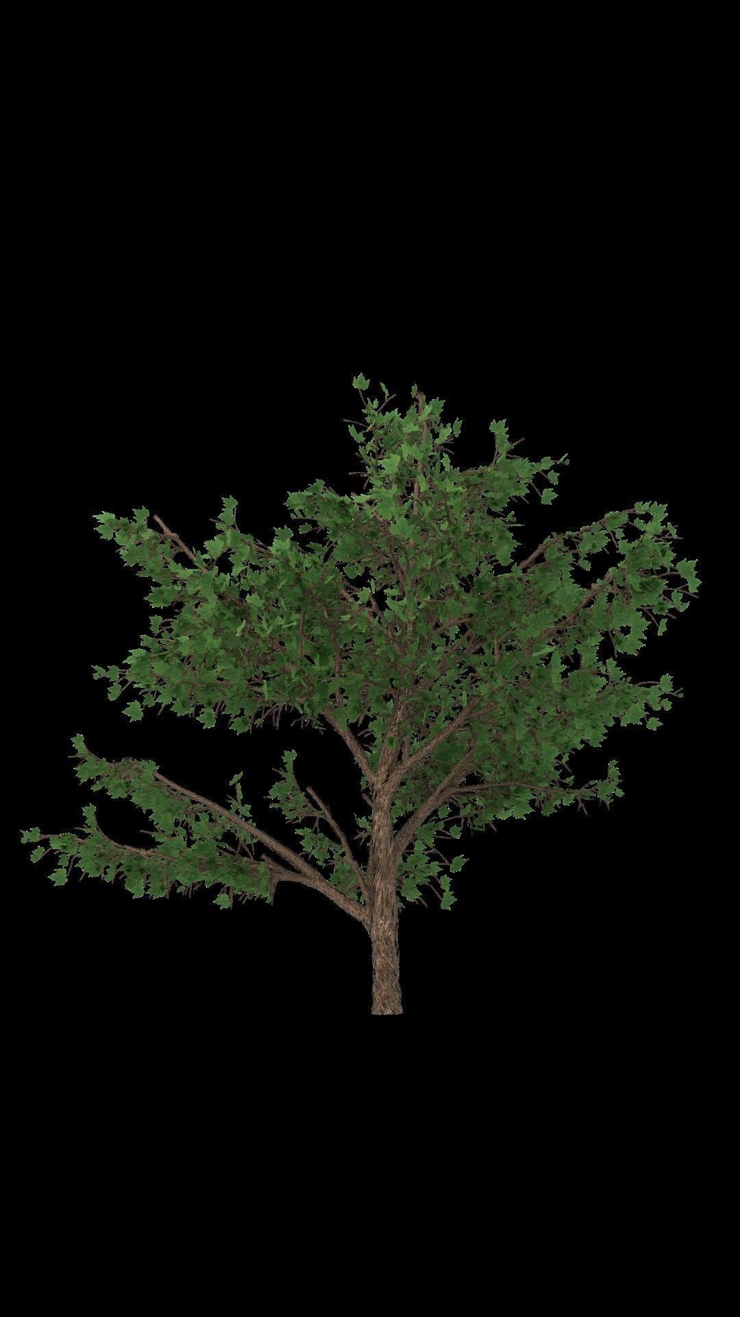 Maple Tree 3D model | CGTrader