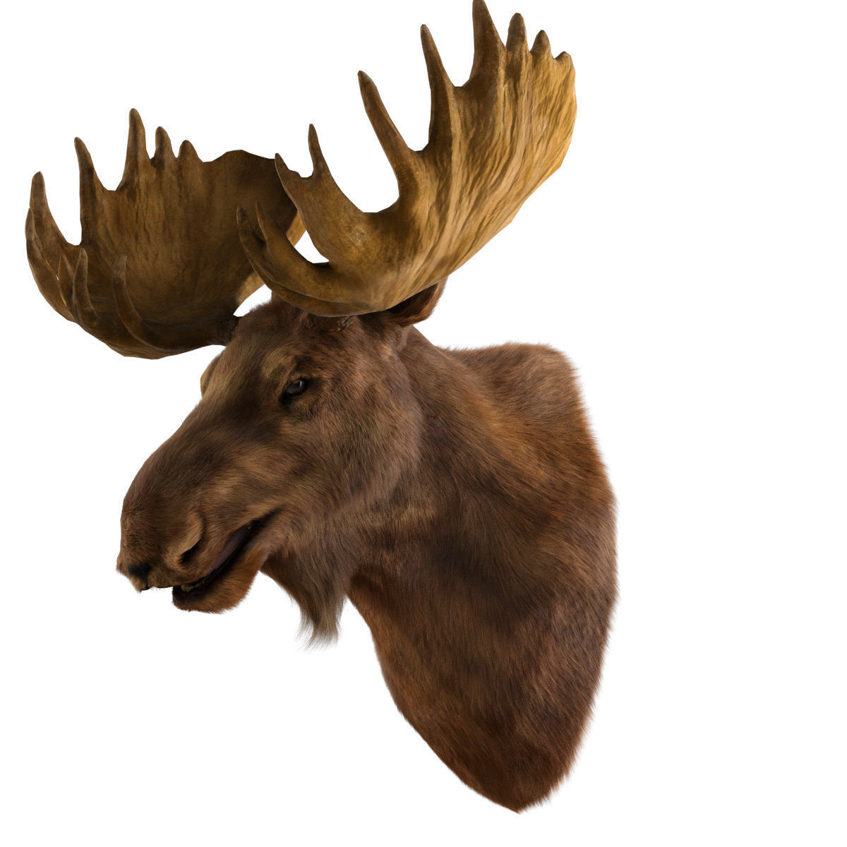 Elk Head 3D model | CGTrader