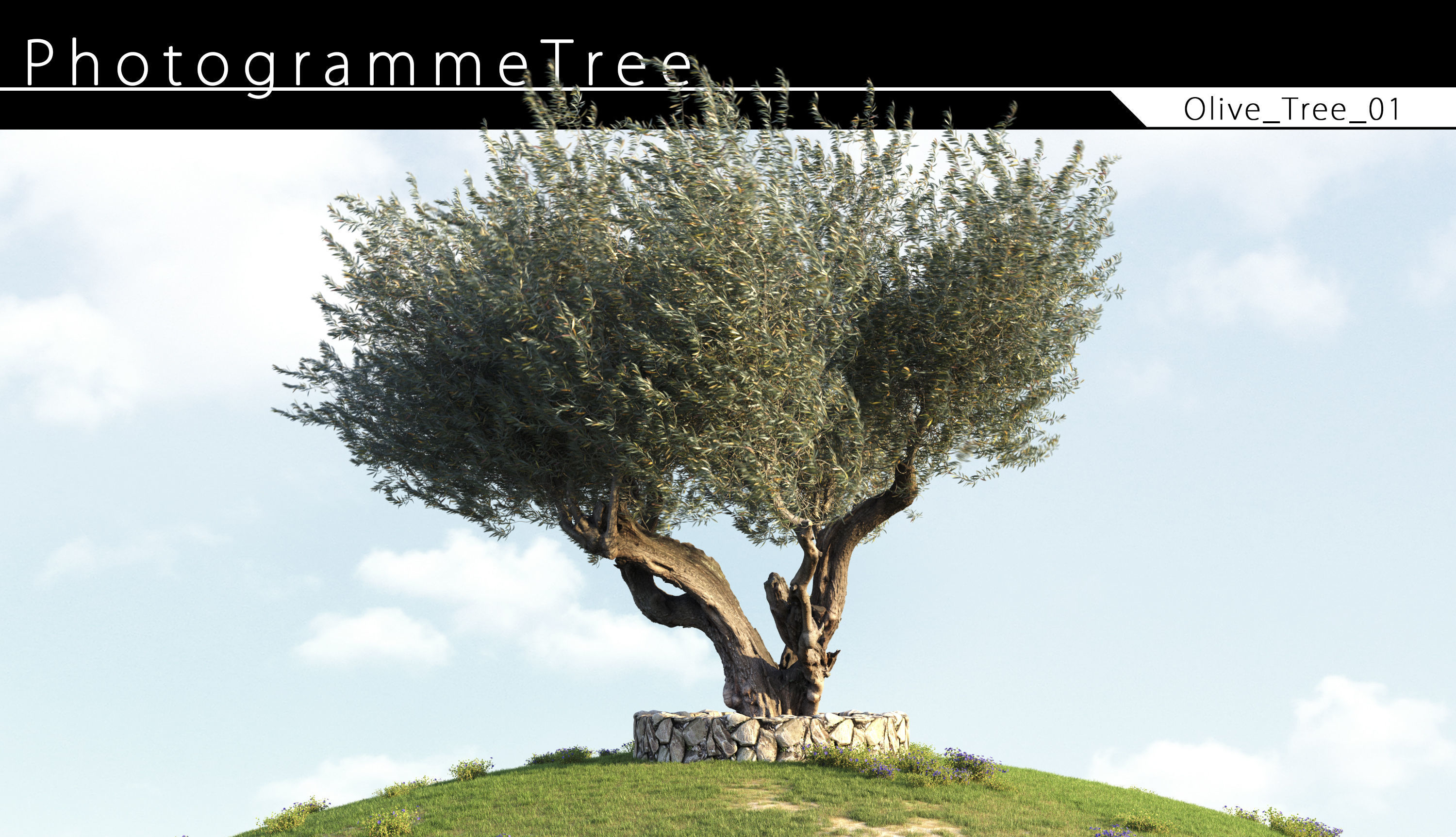 Olive Tree X 5 Pack 3D model | CGTrader