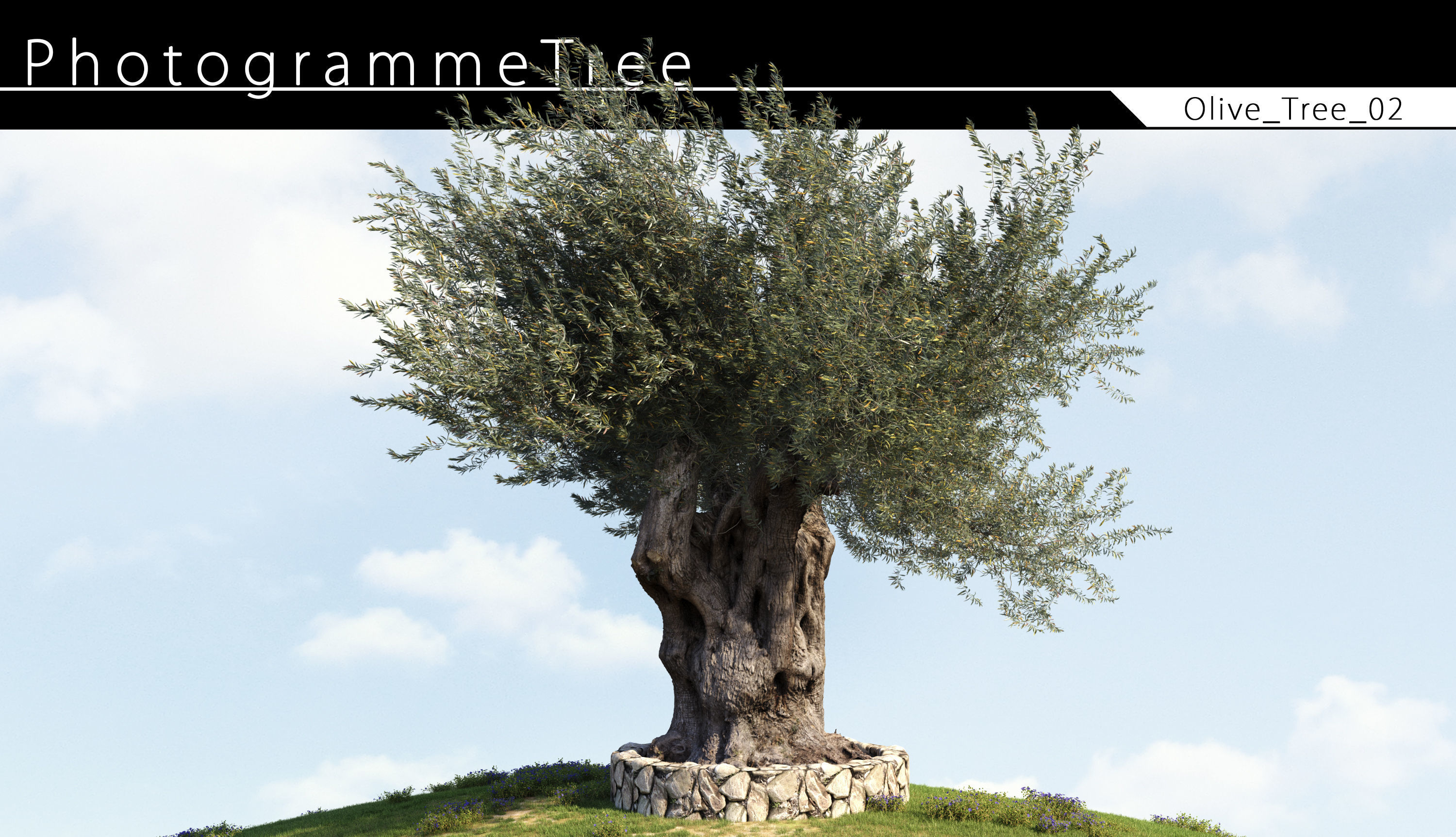 Olive Tree X 5 Pack 3D model | CGTrader