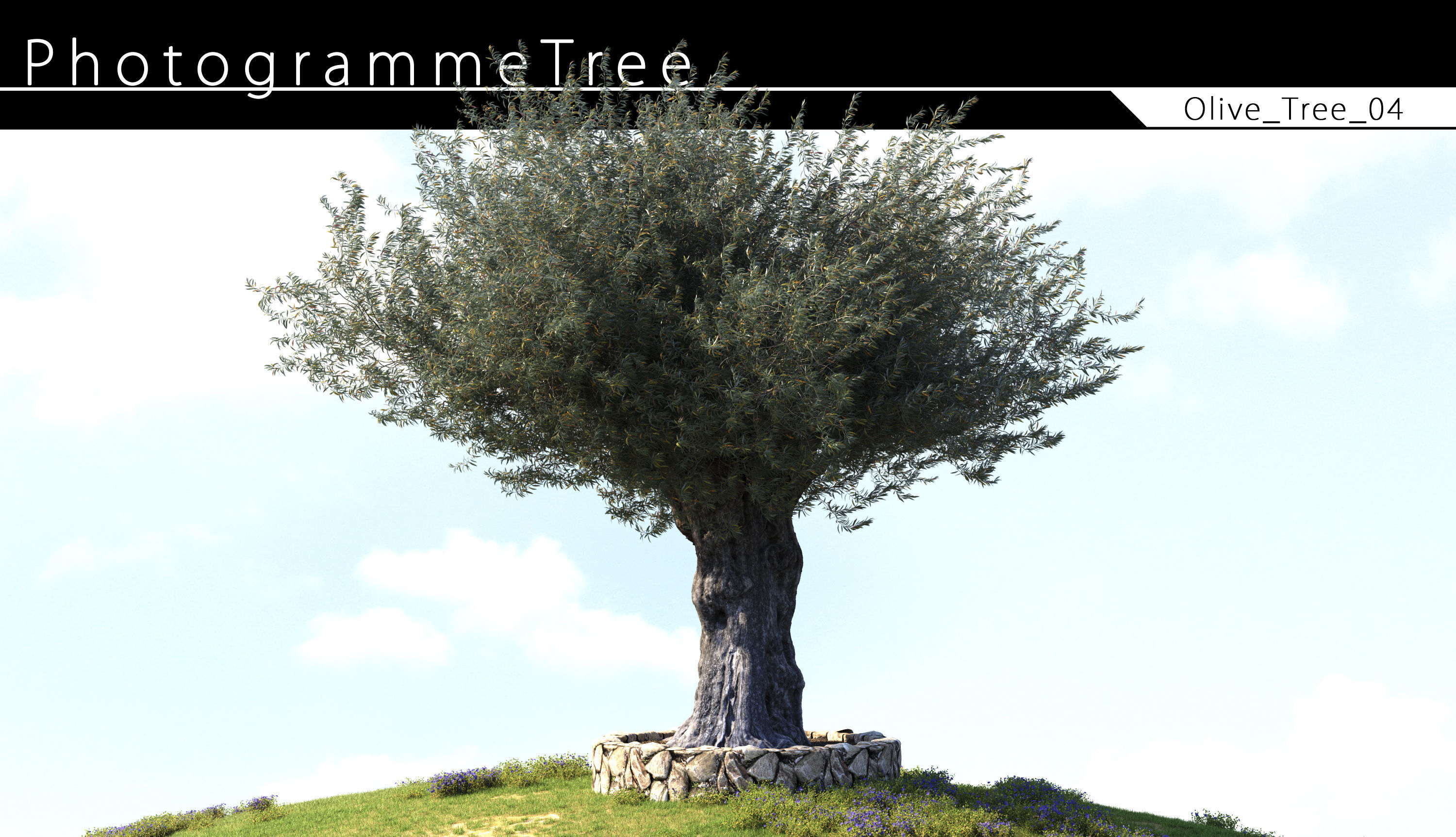 Olive Tree X 5 Pack 3D model | CGTrader