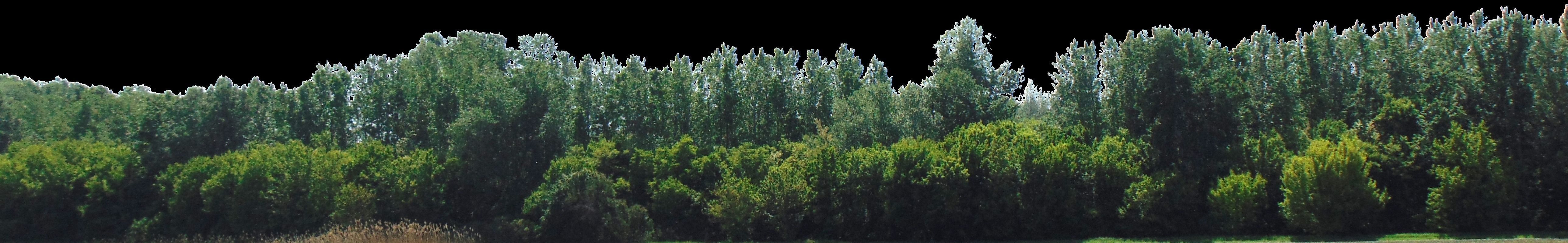 Backdrop treeline with alpha channel free Texture | CGTrader