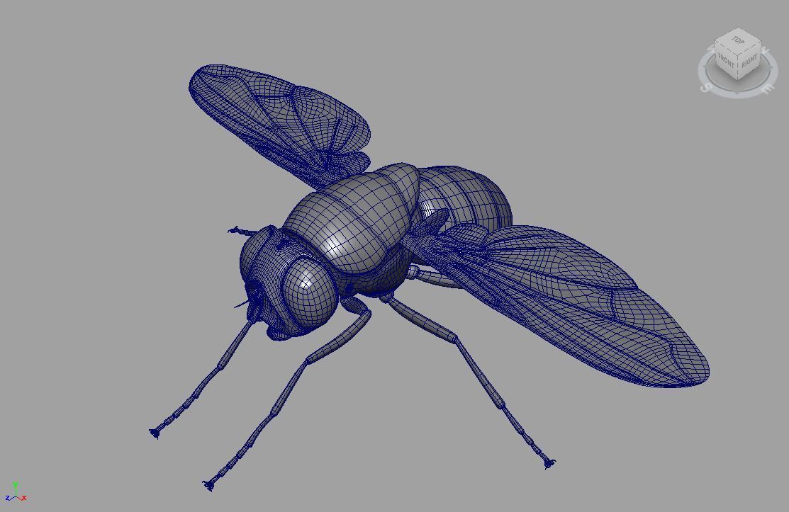 Fly insect 3D model rigged | CGTrader