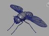 Fly insect 3D model rigged | CGTrader