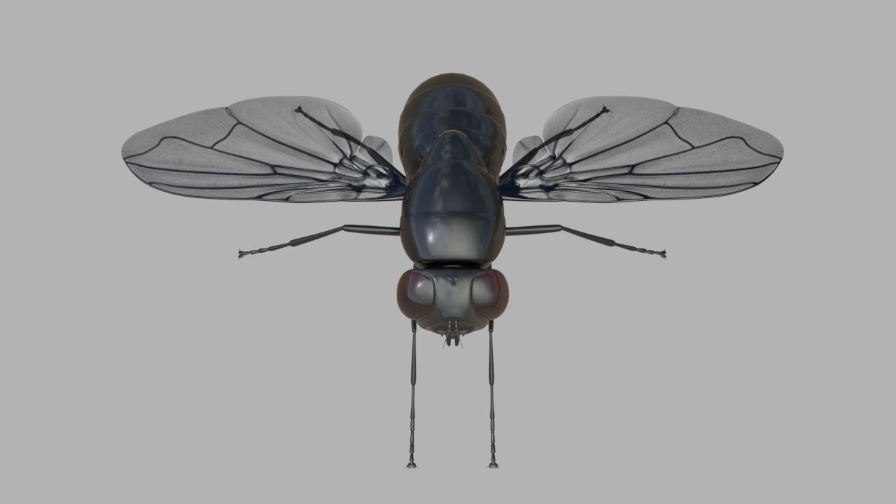Fly insect 3D model rigged | CGTrader