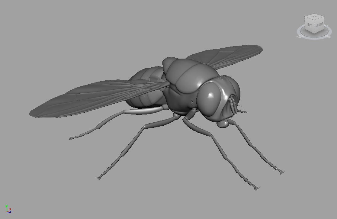 Fly insect 3D model rigged | CGTrader