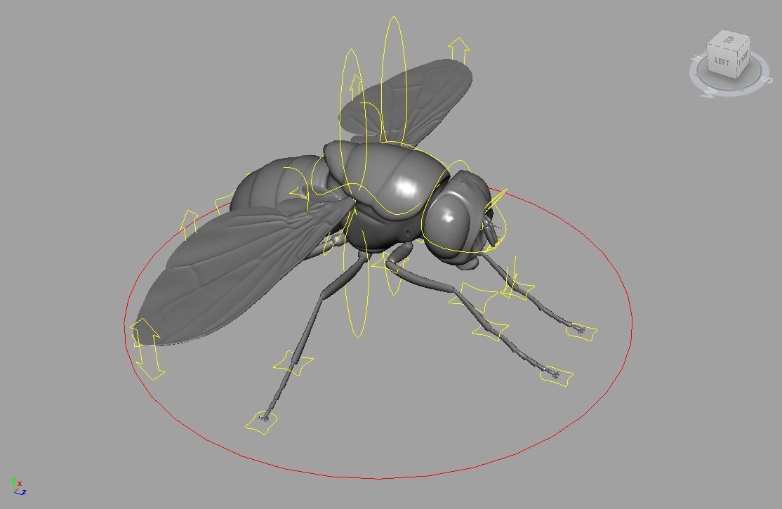 Fly insect 3D model rigged | CGTrader