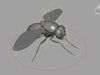 Fly insect 3D model rigged | CGTrader