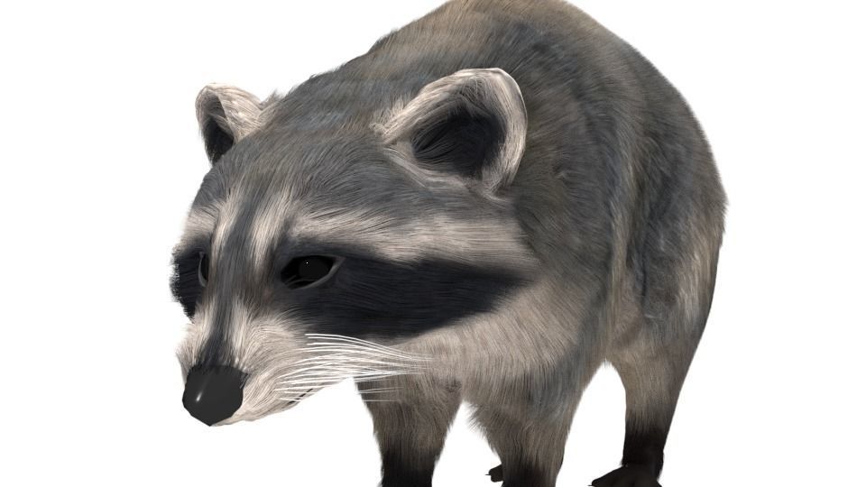 Realistic raccoon 3D model rigged | CGTrader