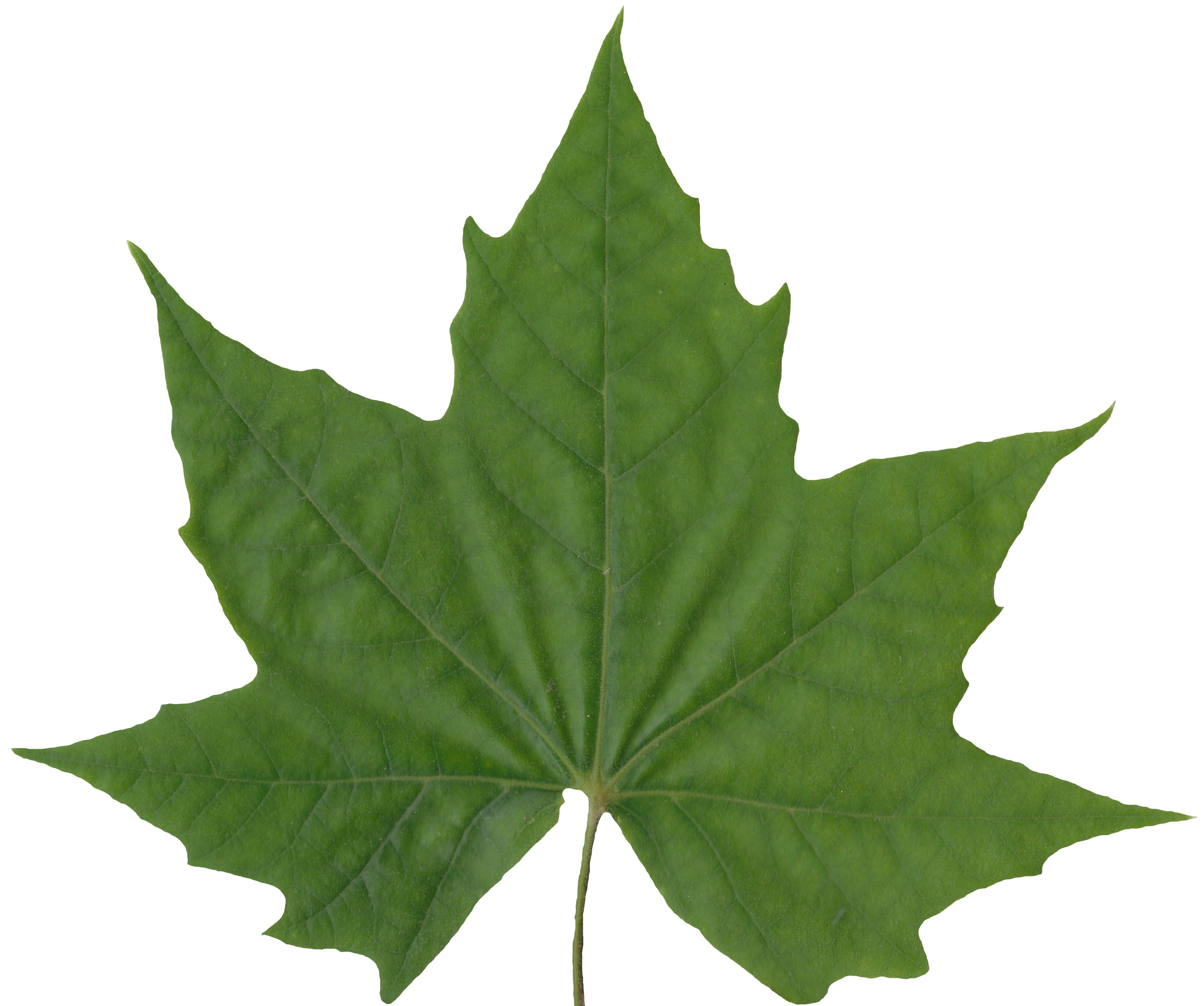 Sycamore Leaf Scanned Texture Pack - 18 Textures free Texture | CGTrader