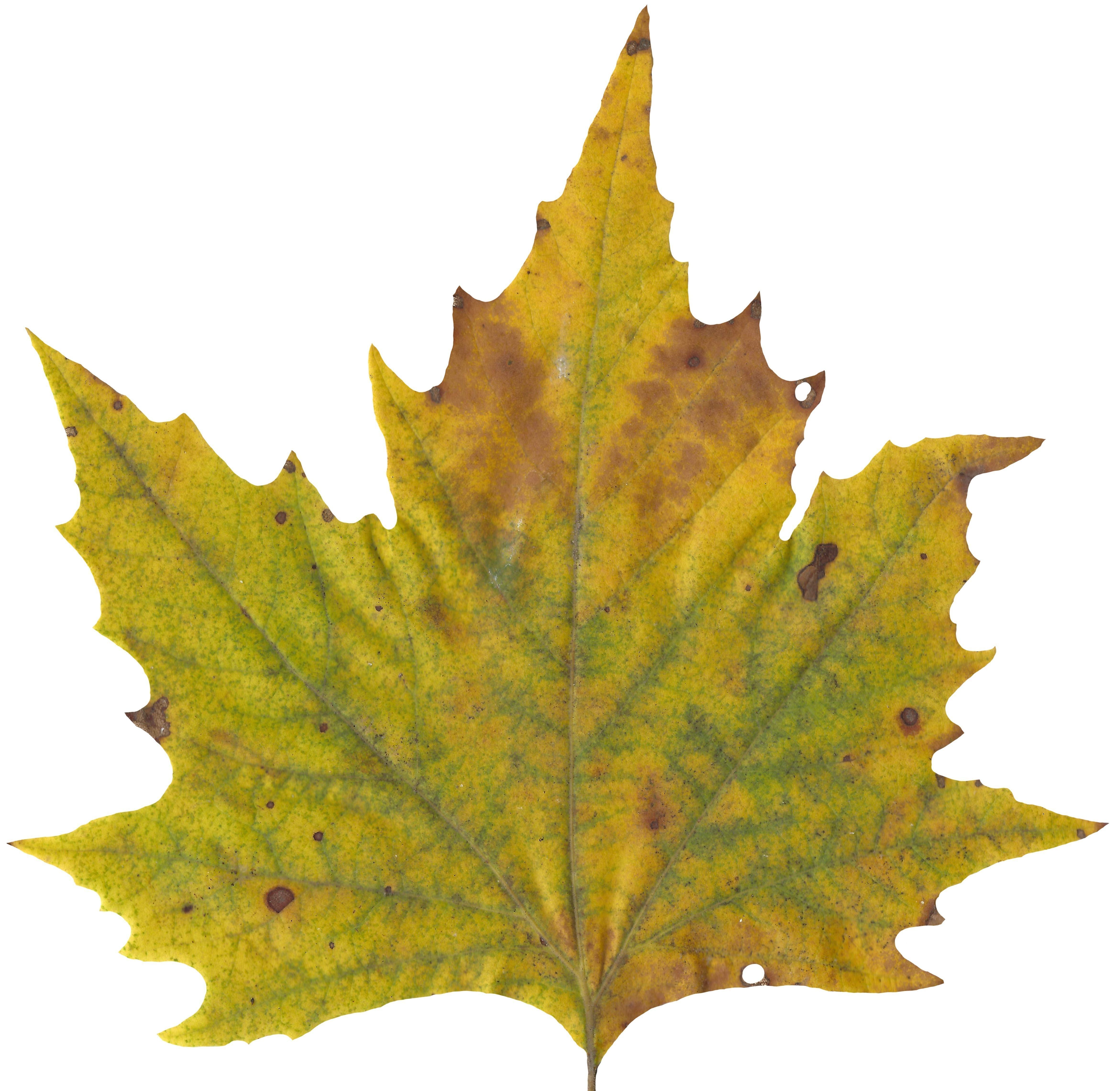 Sycamore Leaf Scanned Texture Pack - 18 Textures free Texture | CGTrader