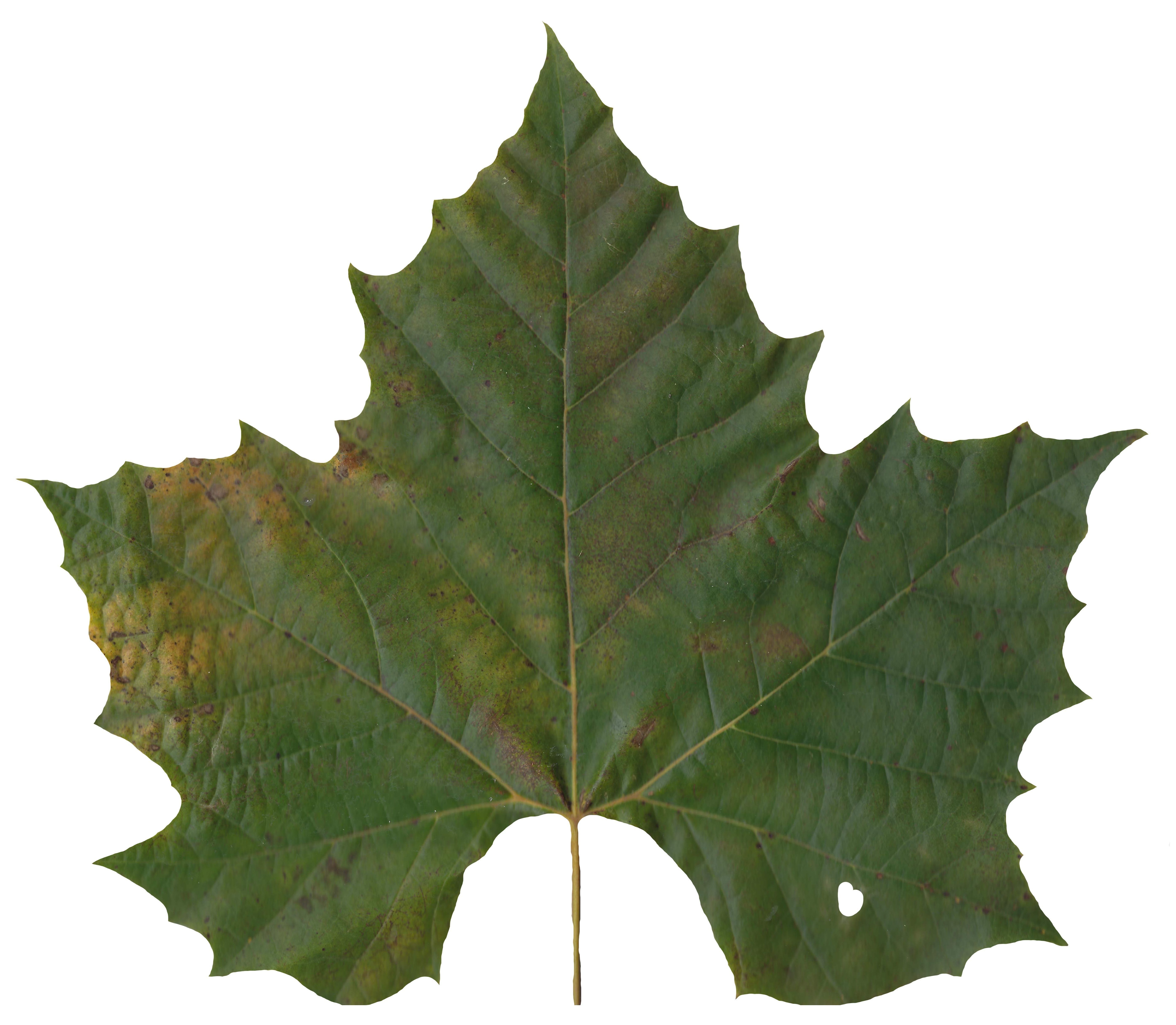 Sycamore Leaf Scanned Texture Pack - 18 Textures free Texture | CGTrader