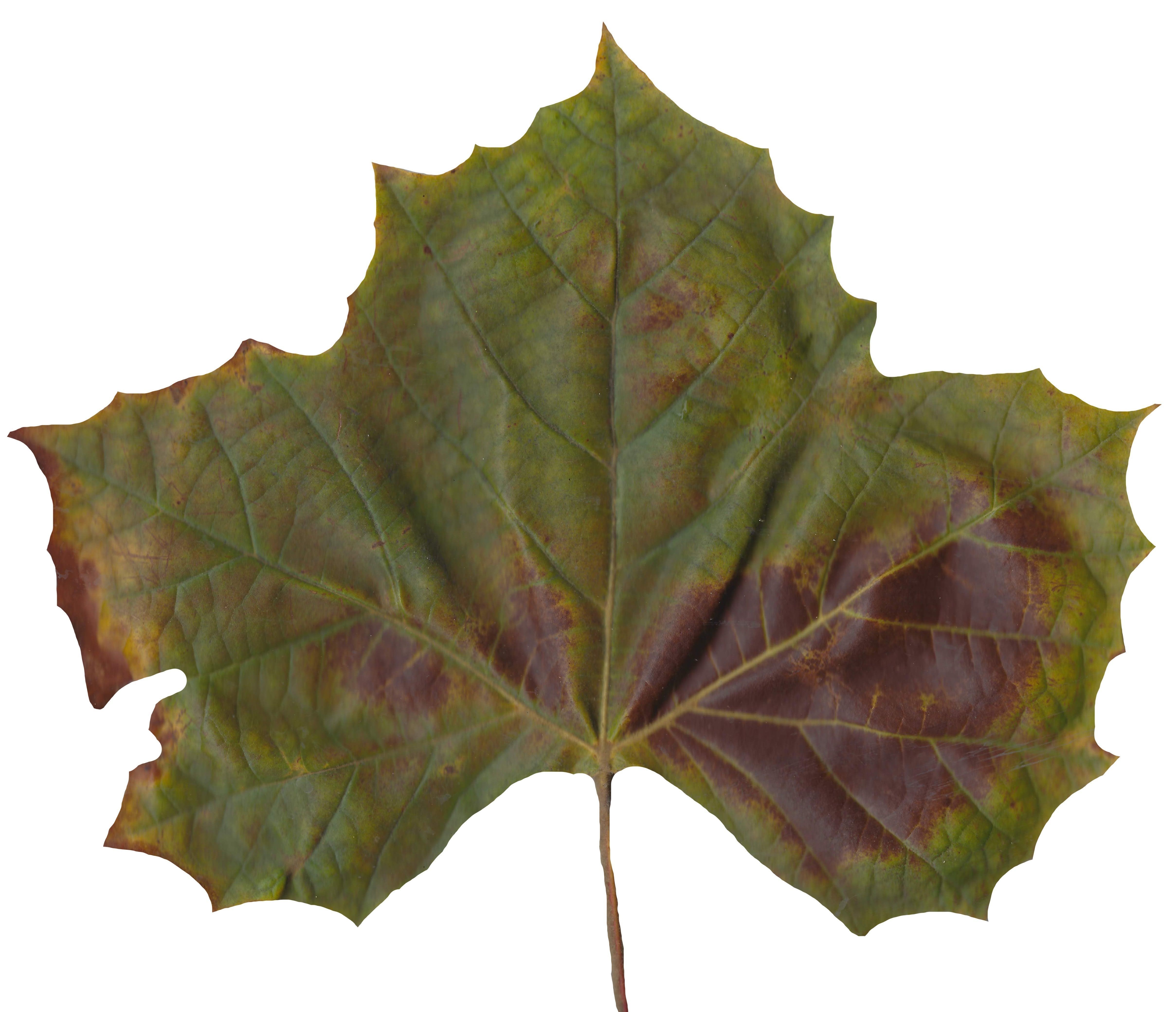 Sycamore Leaf Scanned Texture Pack - 18 Textures free Texture | CGTrader