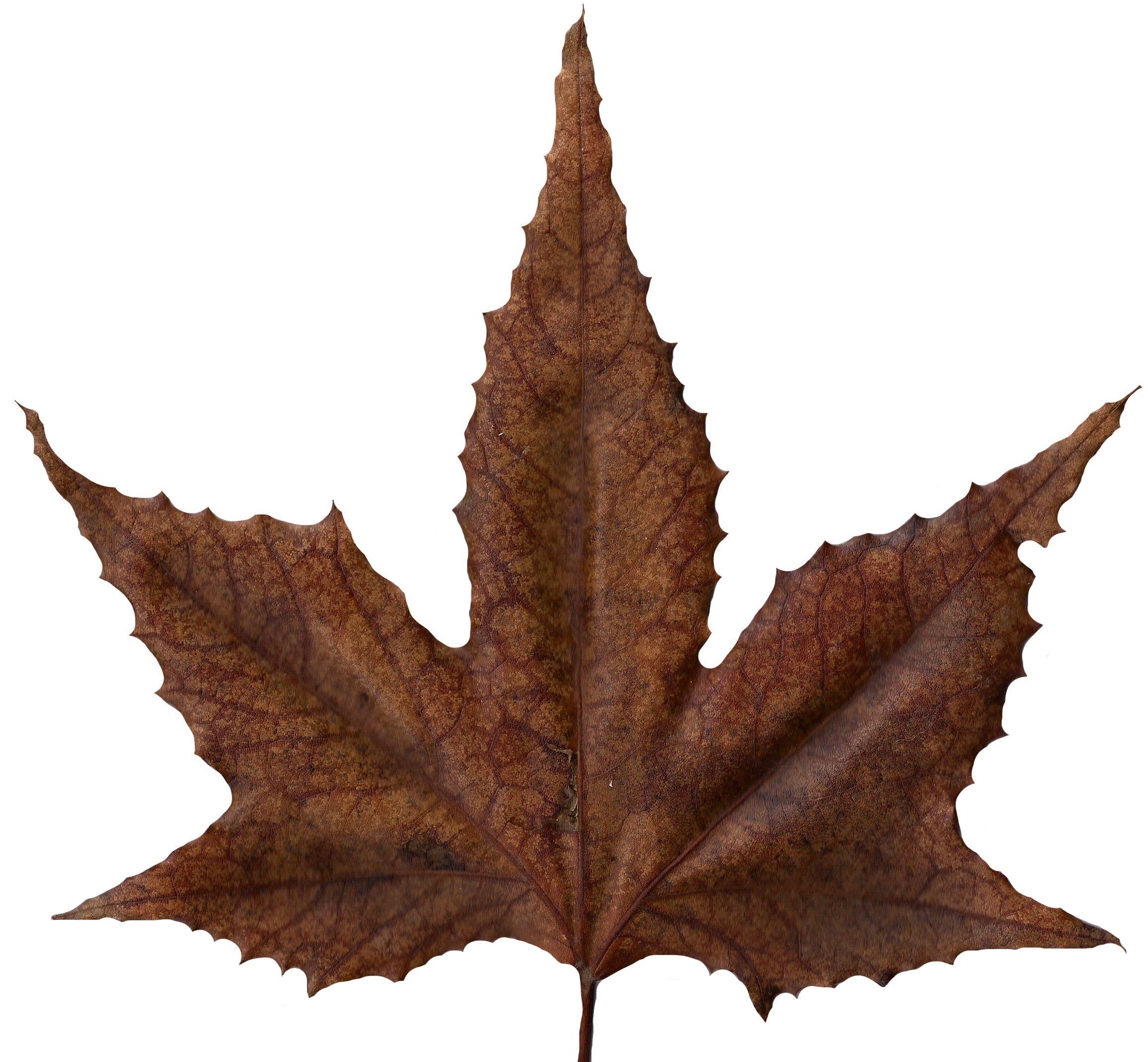 Sycamore Leaf Scanned Texture Pack - 18 Textures free Texture | CGTrader