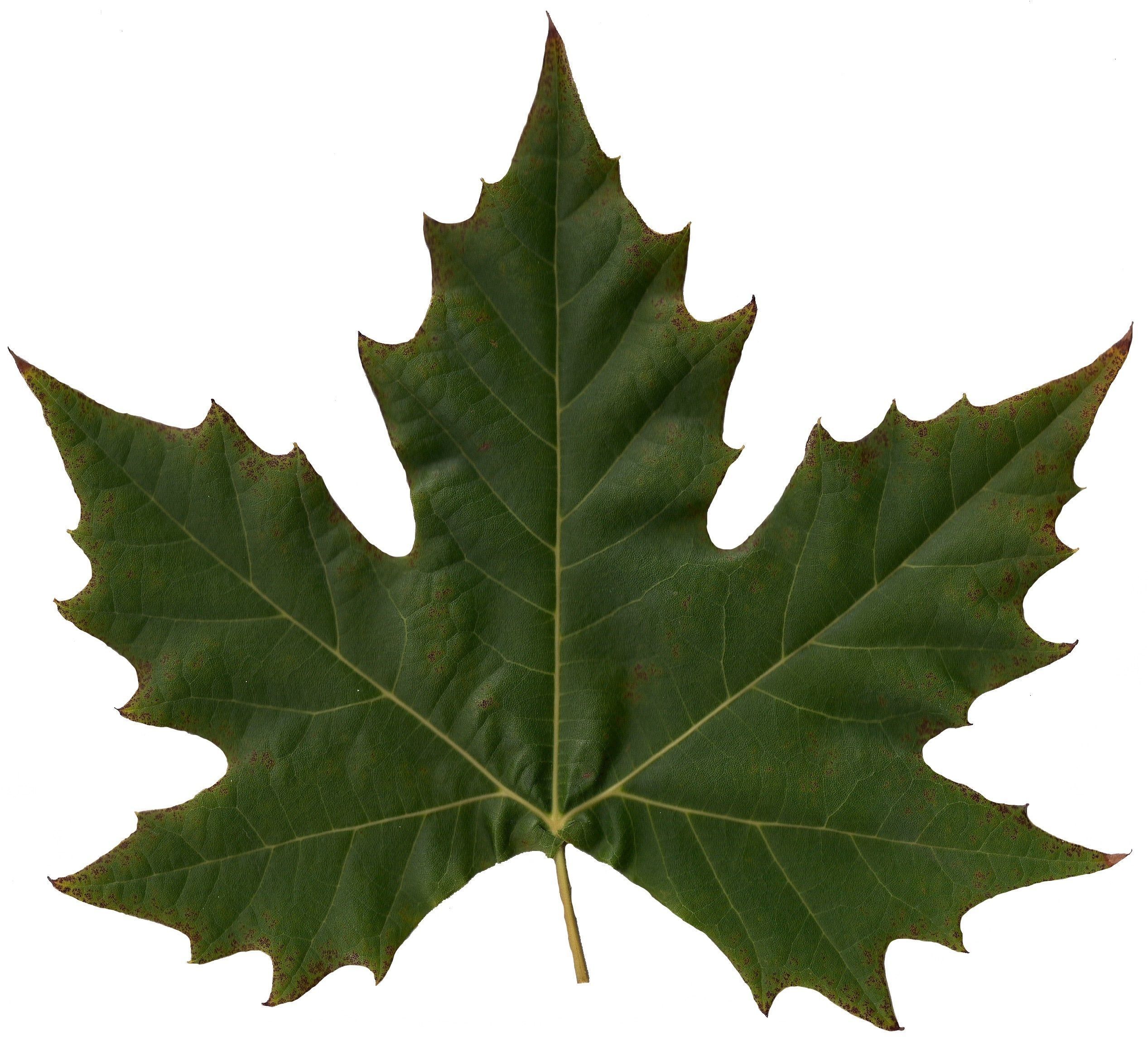 Sycamore Leaf Scanned Texture Pack - 18 Textures free Texture | CGTrader