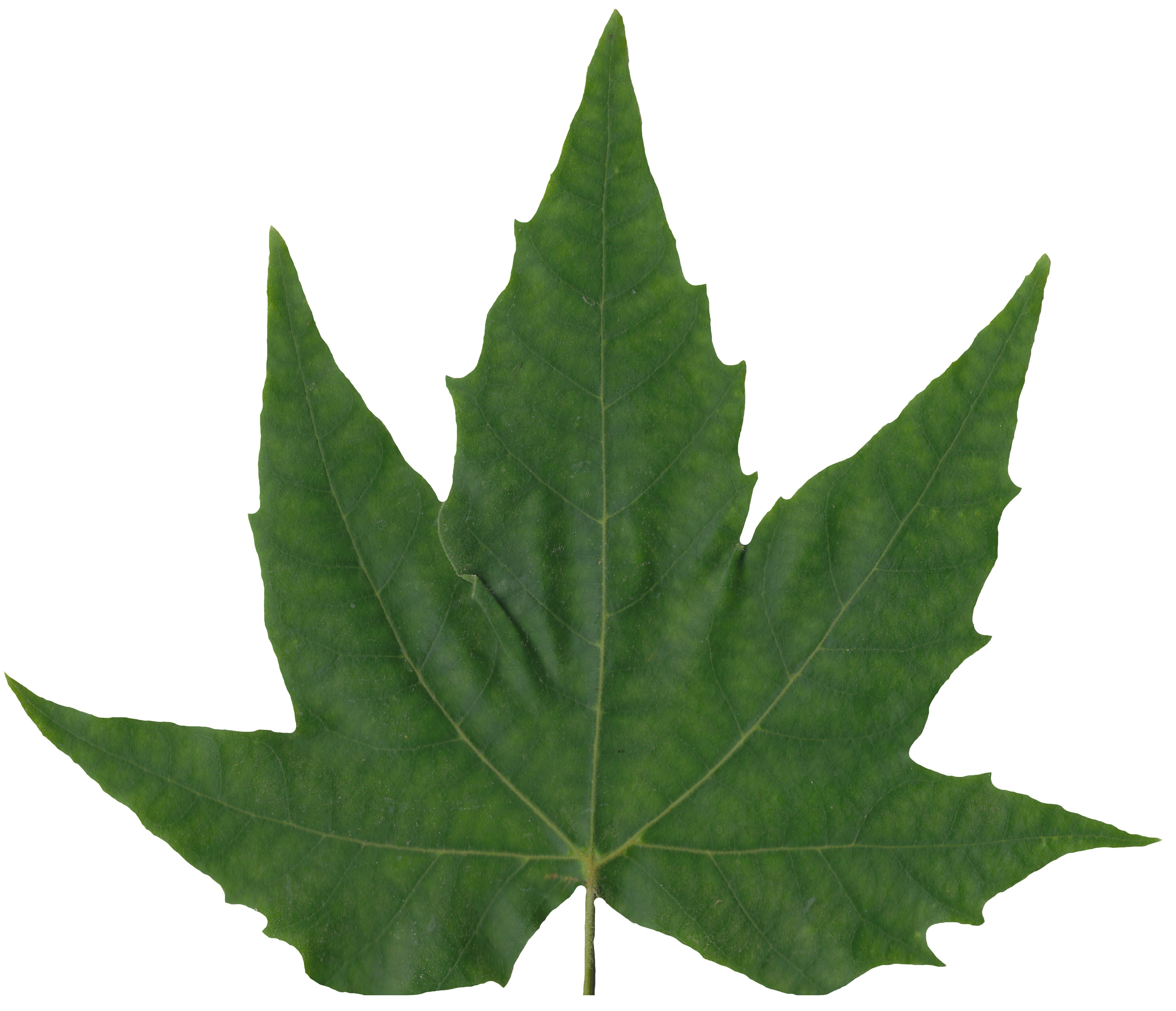 Sycamore Leaf Scanned Texture Pack - 18 Textures free Texture | CGTrader