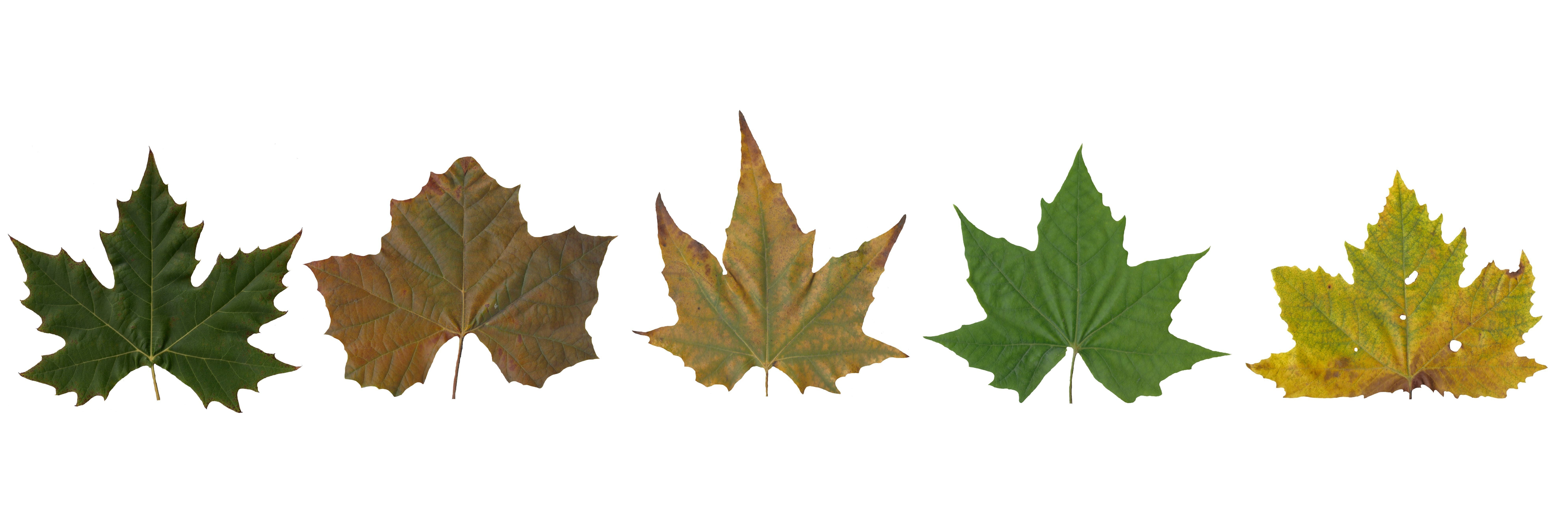 Sycamore Leaf Scanned Texture Pack - 18 Textures free Texture | CGTrader