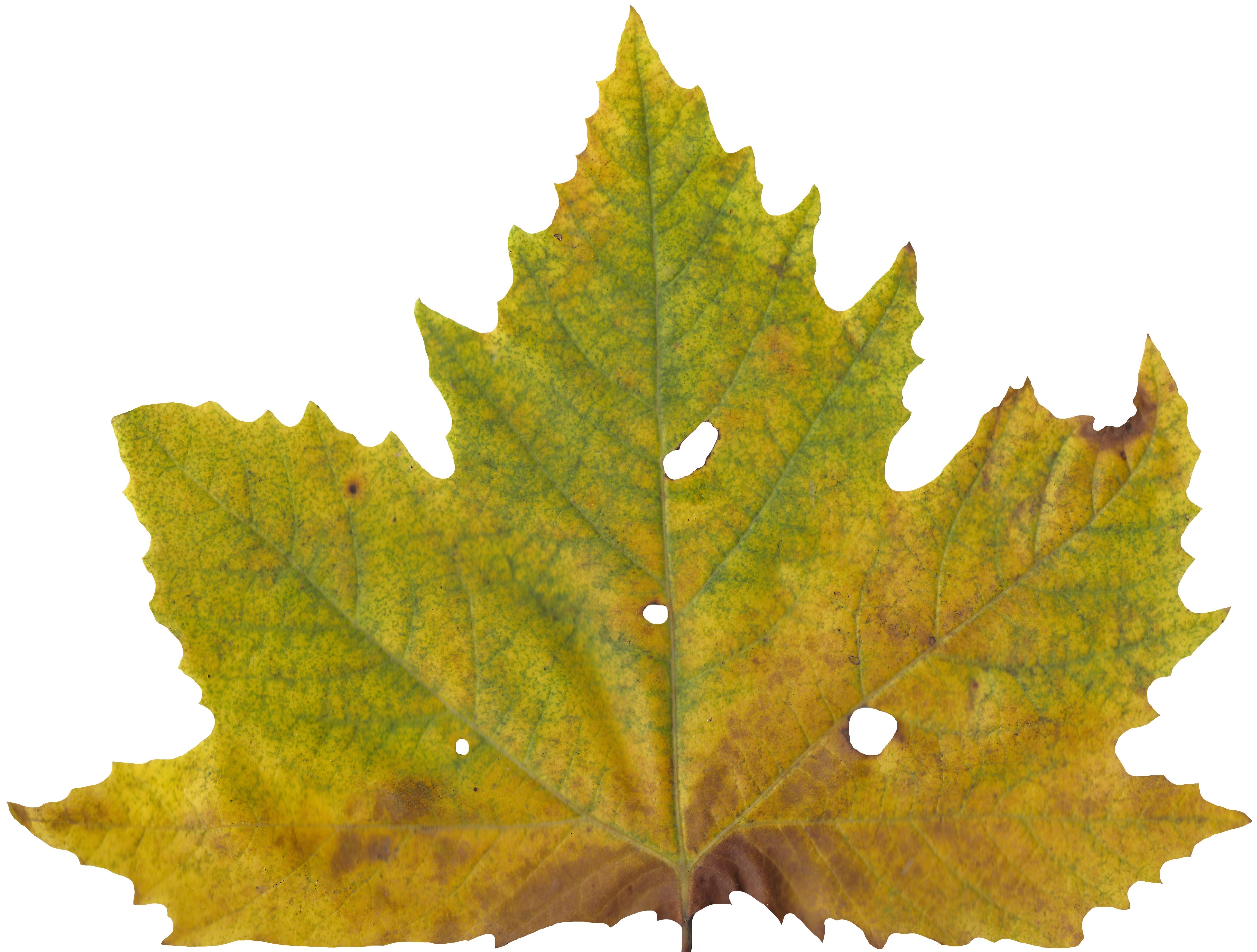 Sycamore Leaf Scanned Texture Pack - 18 Textures free Texture | CGTrader