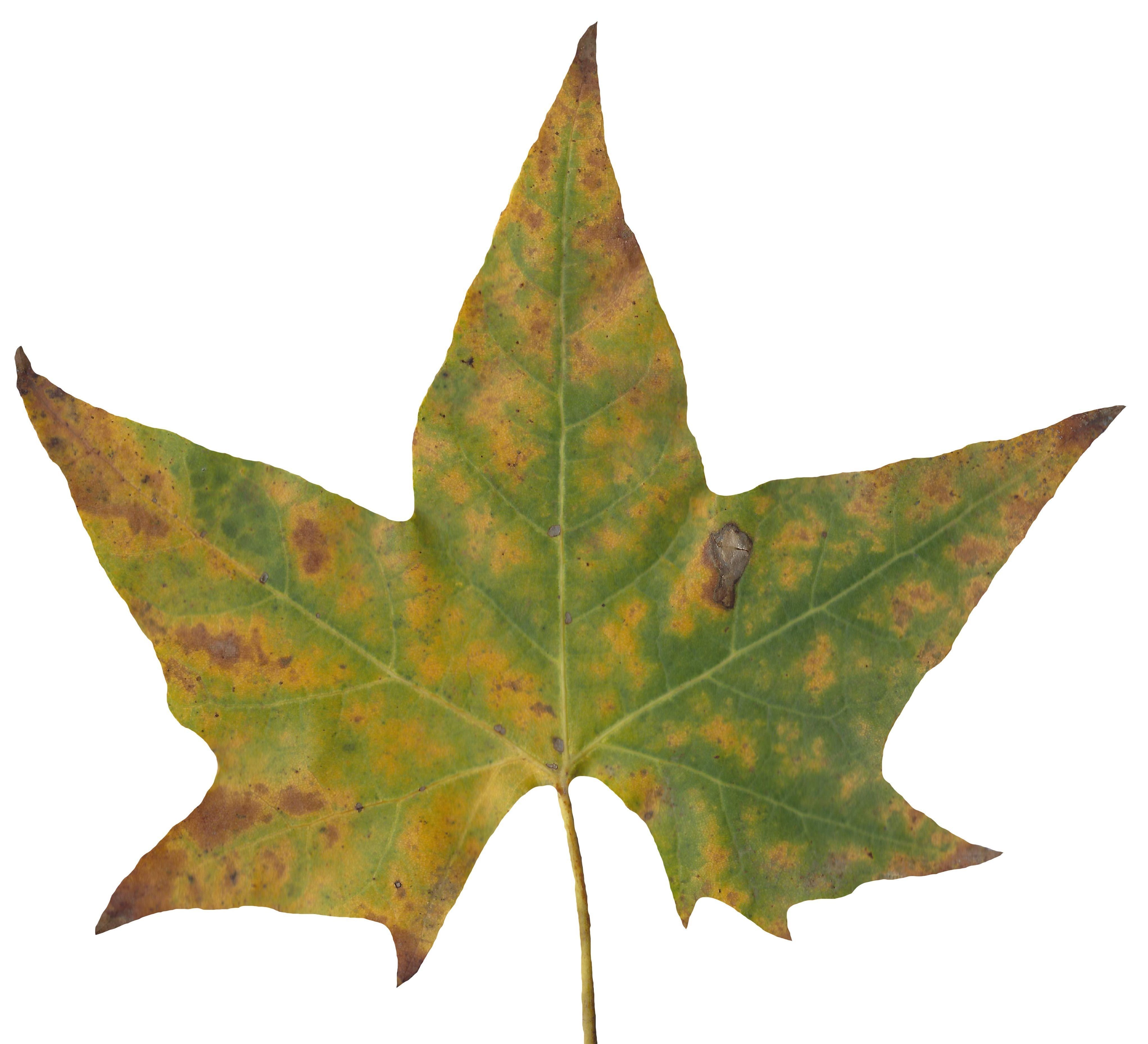 Sycamore Leaf Scanned Texture Pack - 18 Textures free Texture | CGTrader