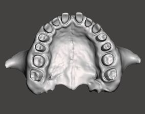 Maxillary 3D Models | CGTrader