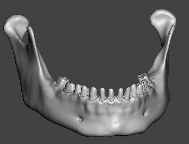 Human mandibular jaw with typodont 3D model 3D printable | CGTrader
