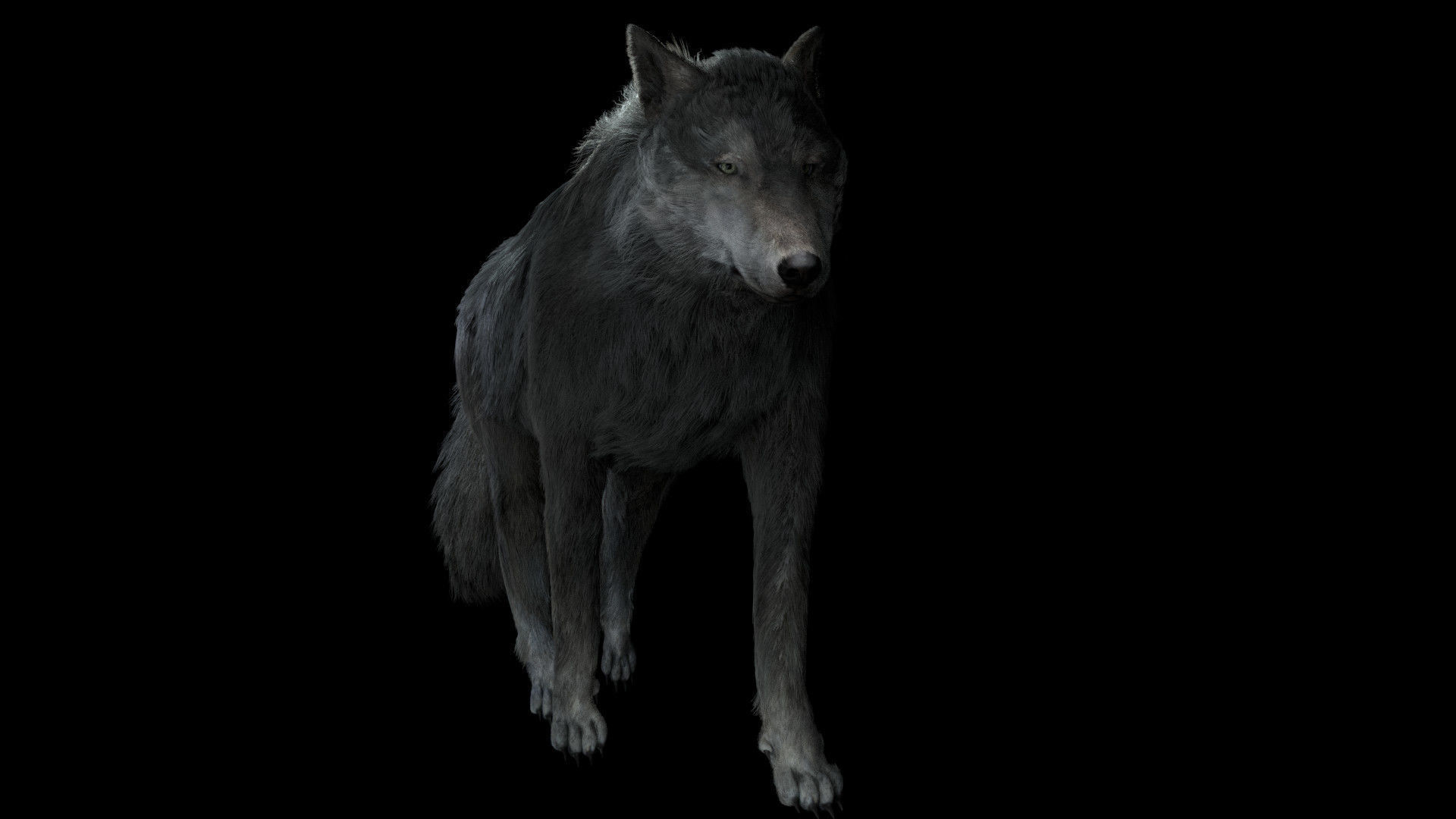 Grey wolf rigged and animated and polar light 3D model animated rigged ...