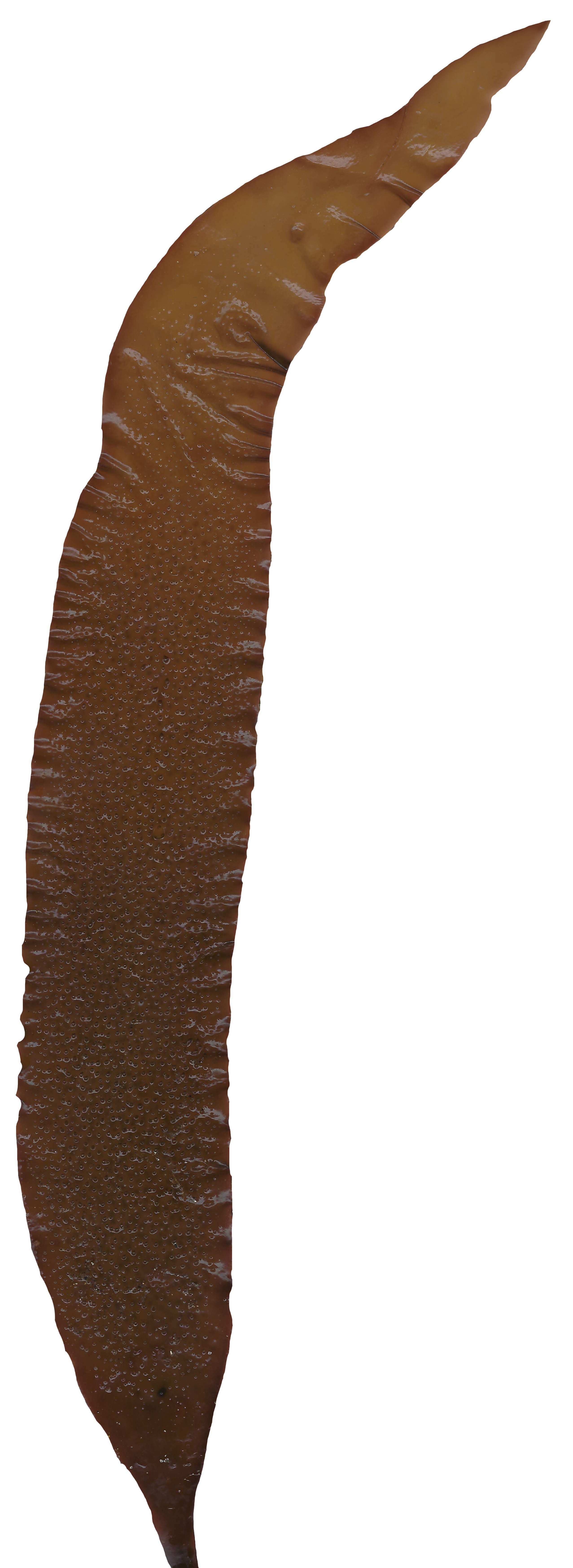 Red and Brown Algae Scanned Texture Pack - 37 Textures free Texture ...