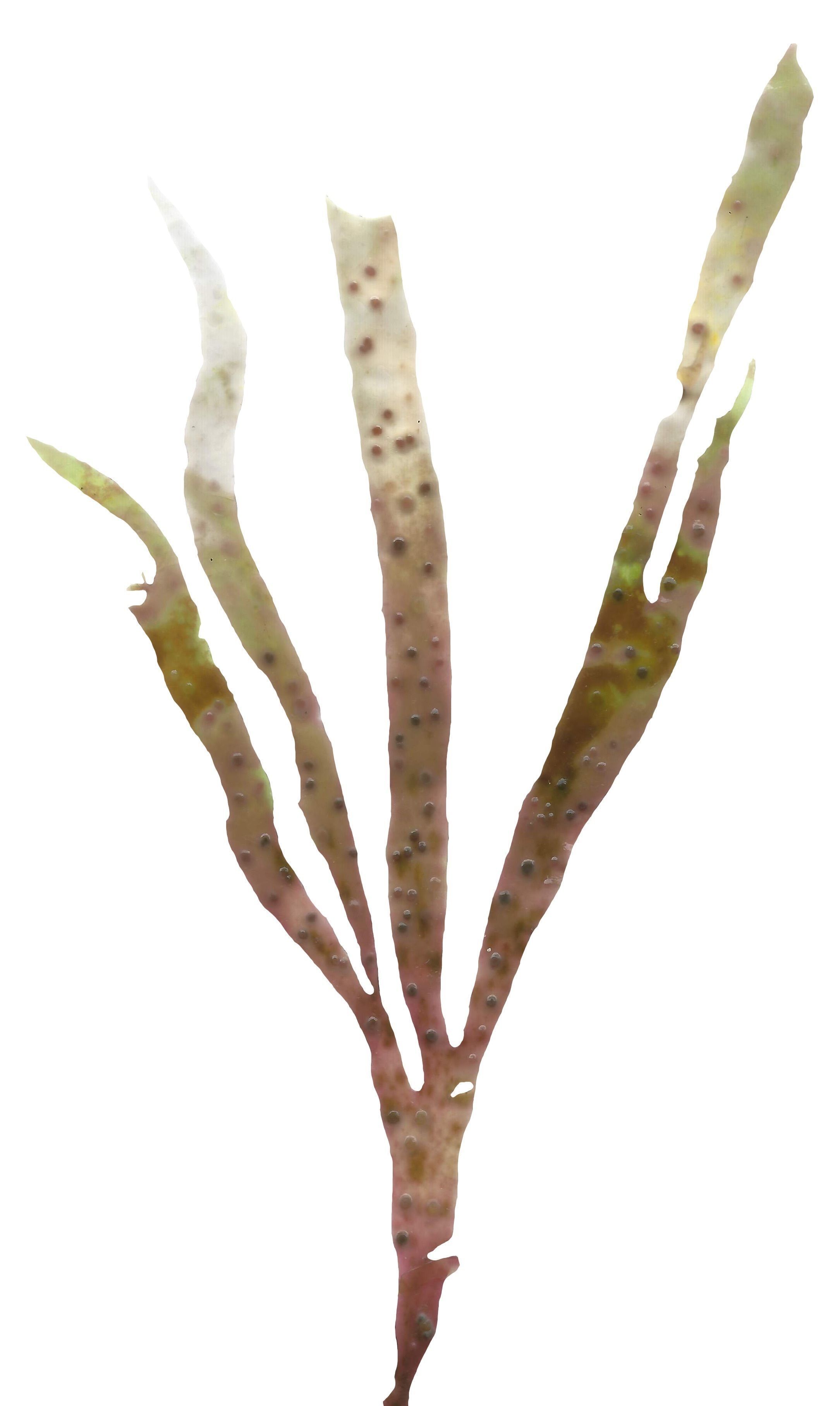 Red and Brown Algae Scanned Texture Pack - 37 Textures free Texture ...