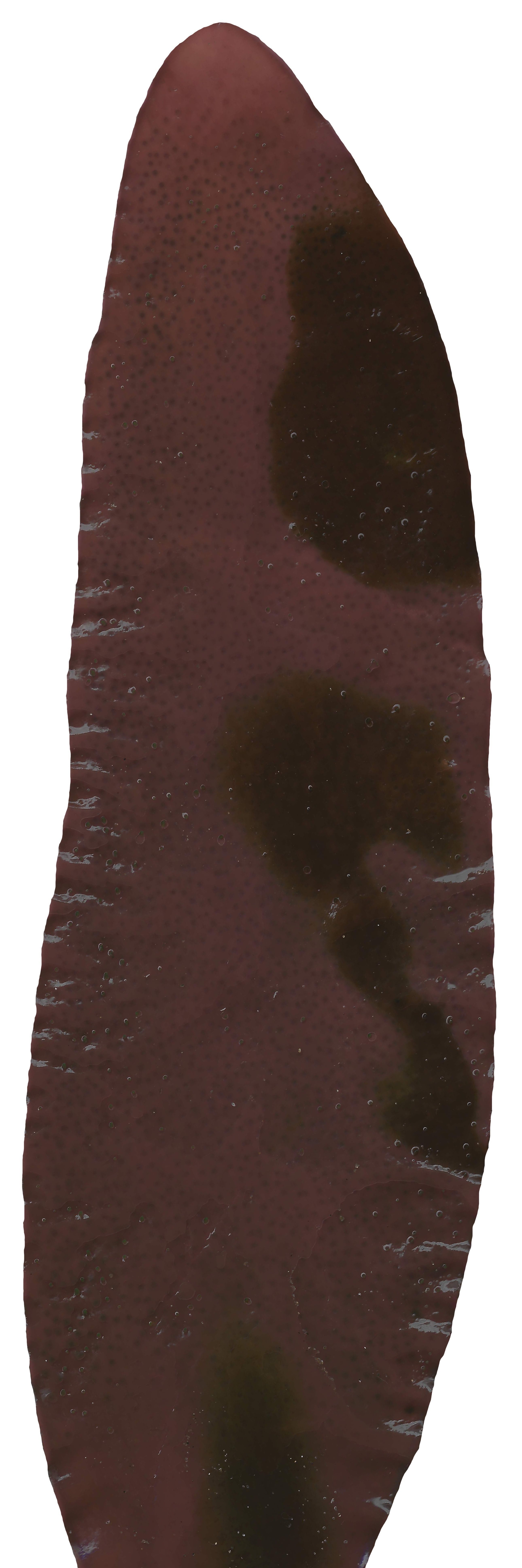 Red and Brown Algae Scanned Texture Pack - 37 Textures free Texture ...