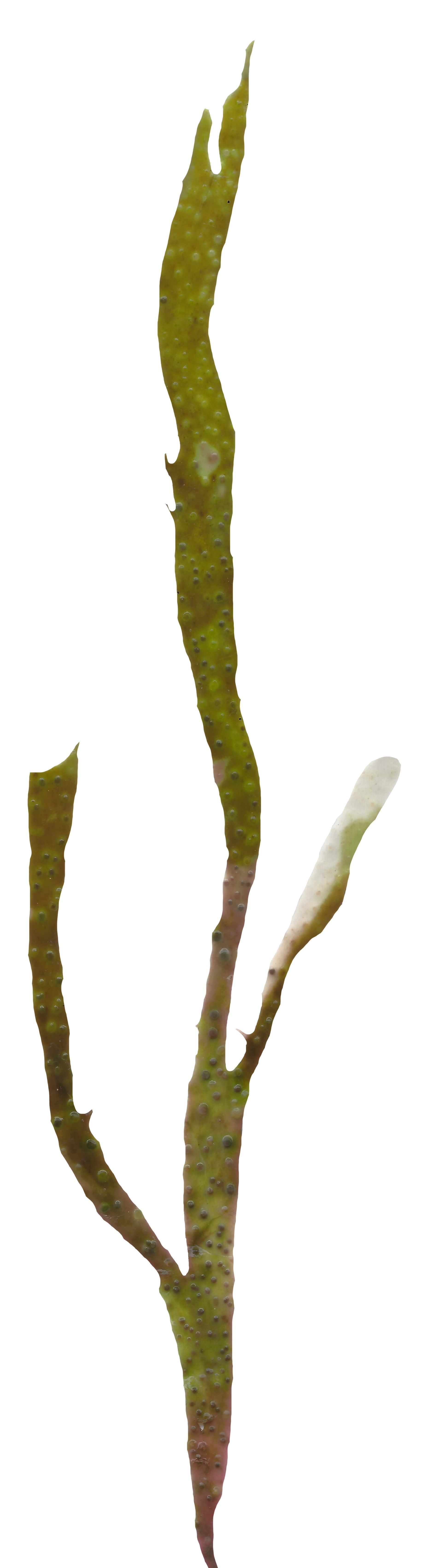 Red and Brown Algae Scanned Texture Pack - 37 Textures free Texture ...