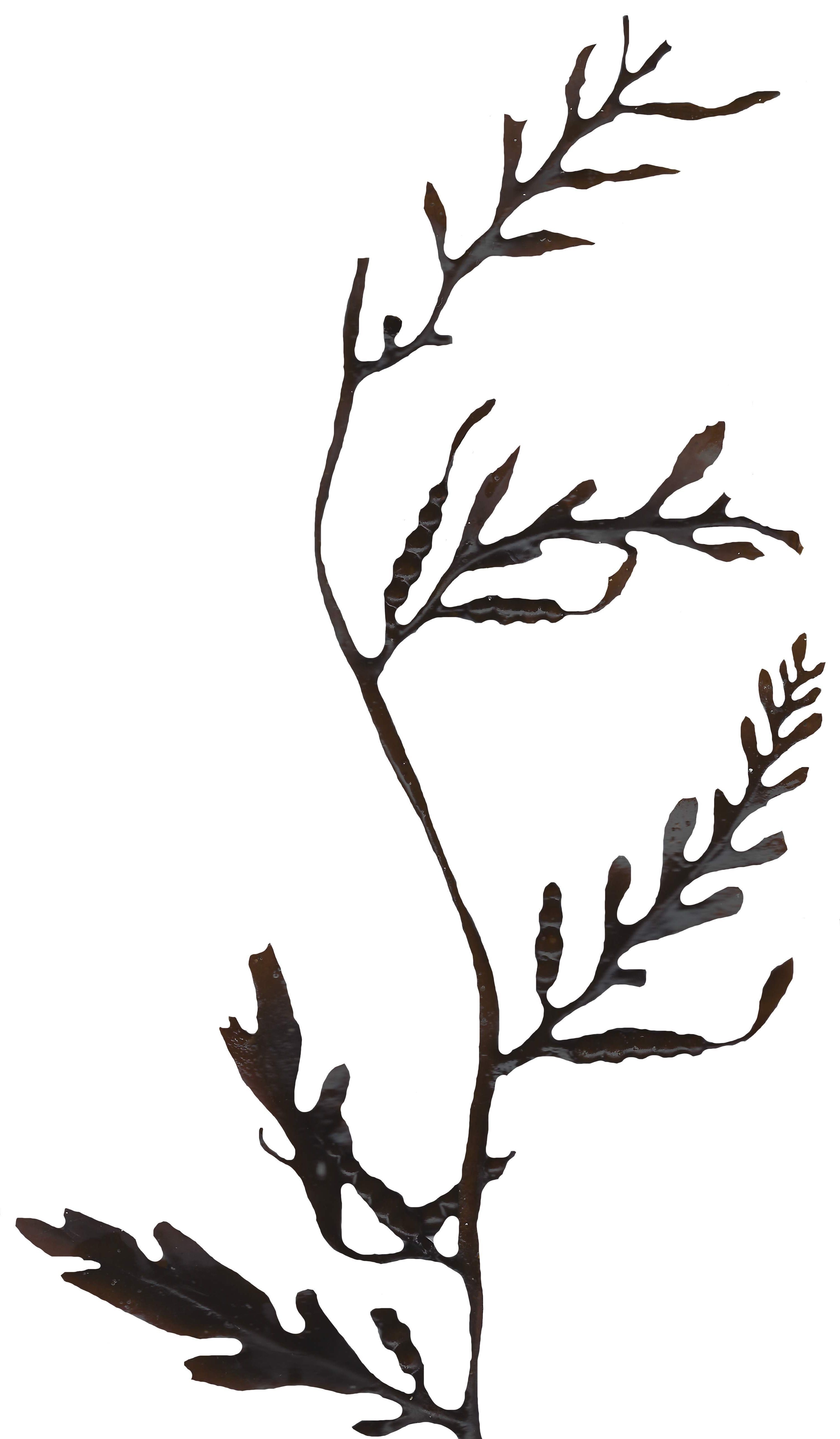 Red and Brown Algae Scanned Texture Pack - 37 Textures free Texture ...