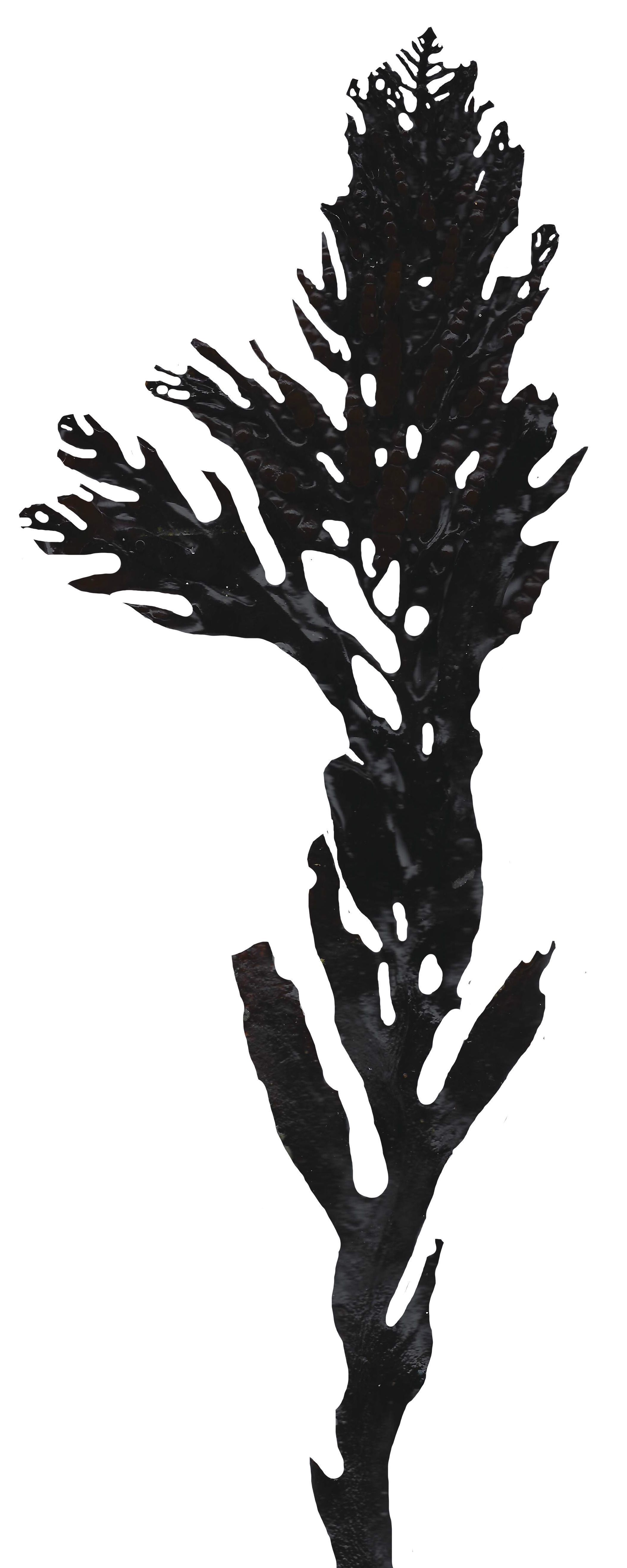 Red and Brown Algae Scanned Texture Pack - 37 Textures free Texture ...