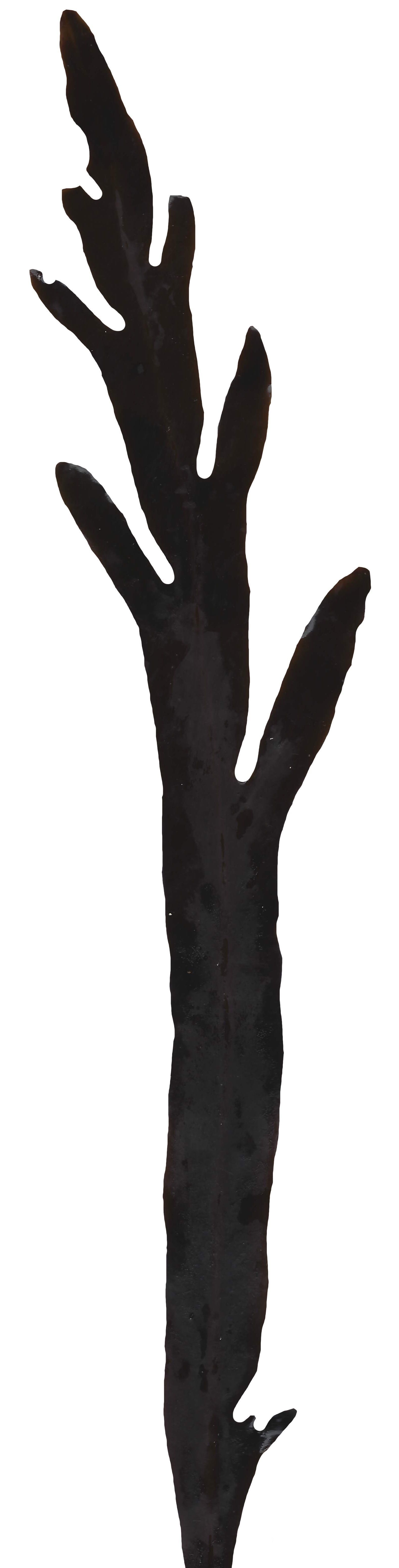 Red and Brown Algae Scanned Texture Pack - 37 Textures free Texture ...