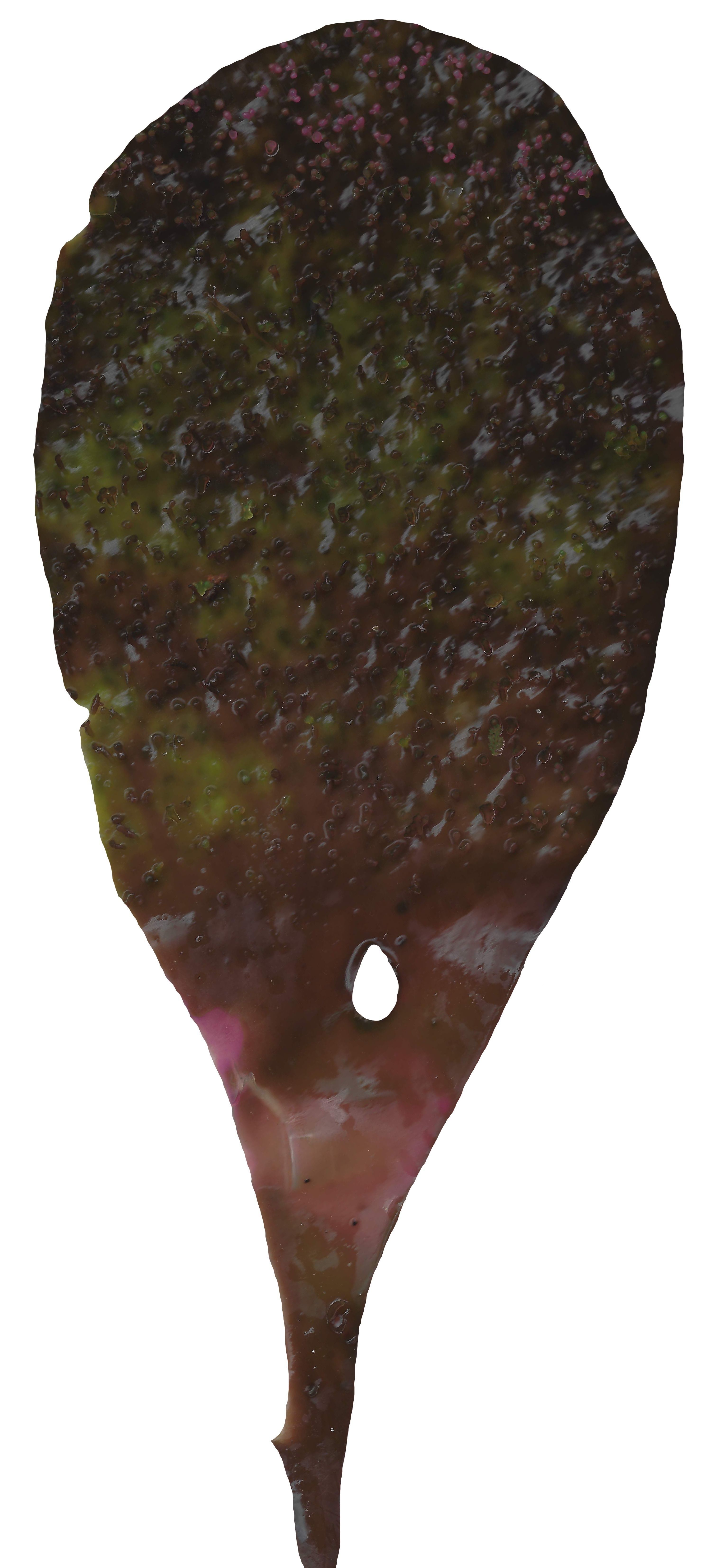 Red and Brown Algae Scanned Texture Pack - 37 Textures free Texture ...