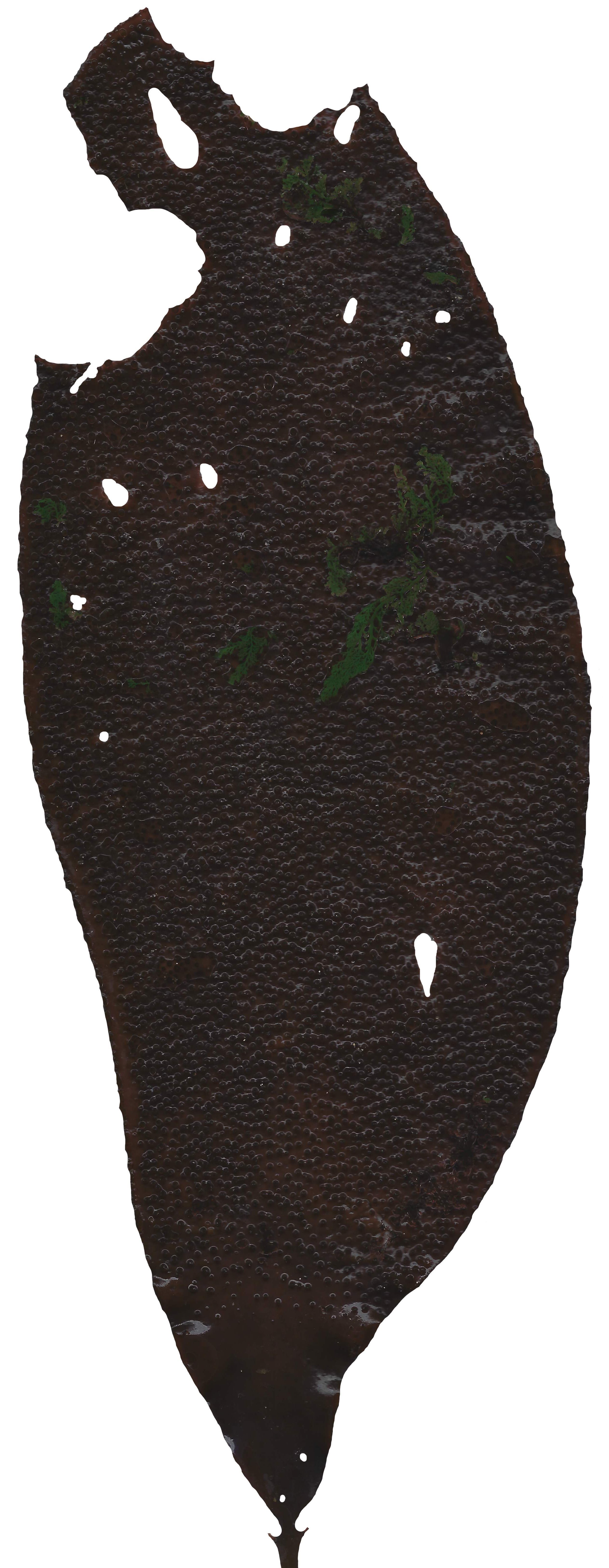 Red and Brown Algae Scanned Texture Pack - 37 Textures free Texture ...