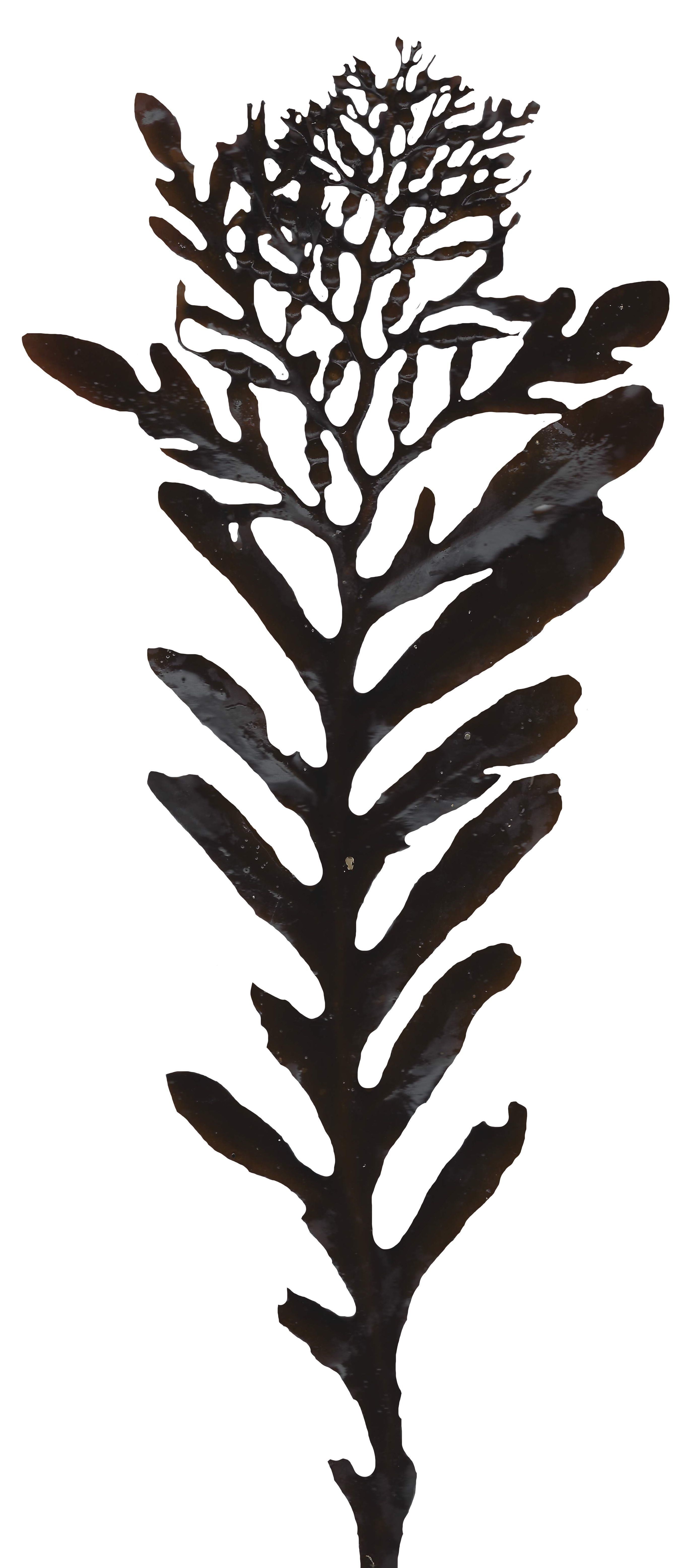 Red and Brown Algae Scanned Texture Pack - 37 Textures free Texture ...