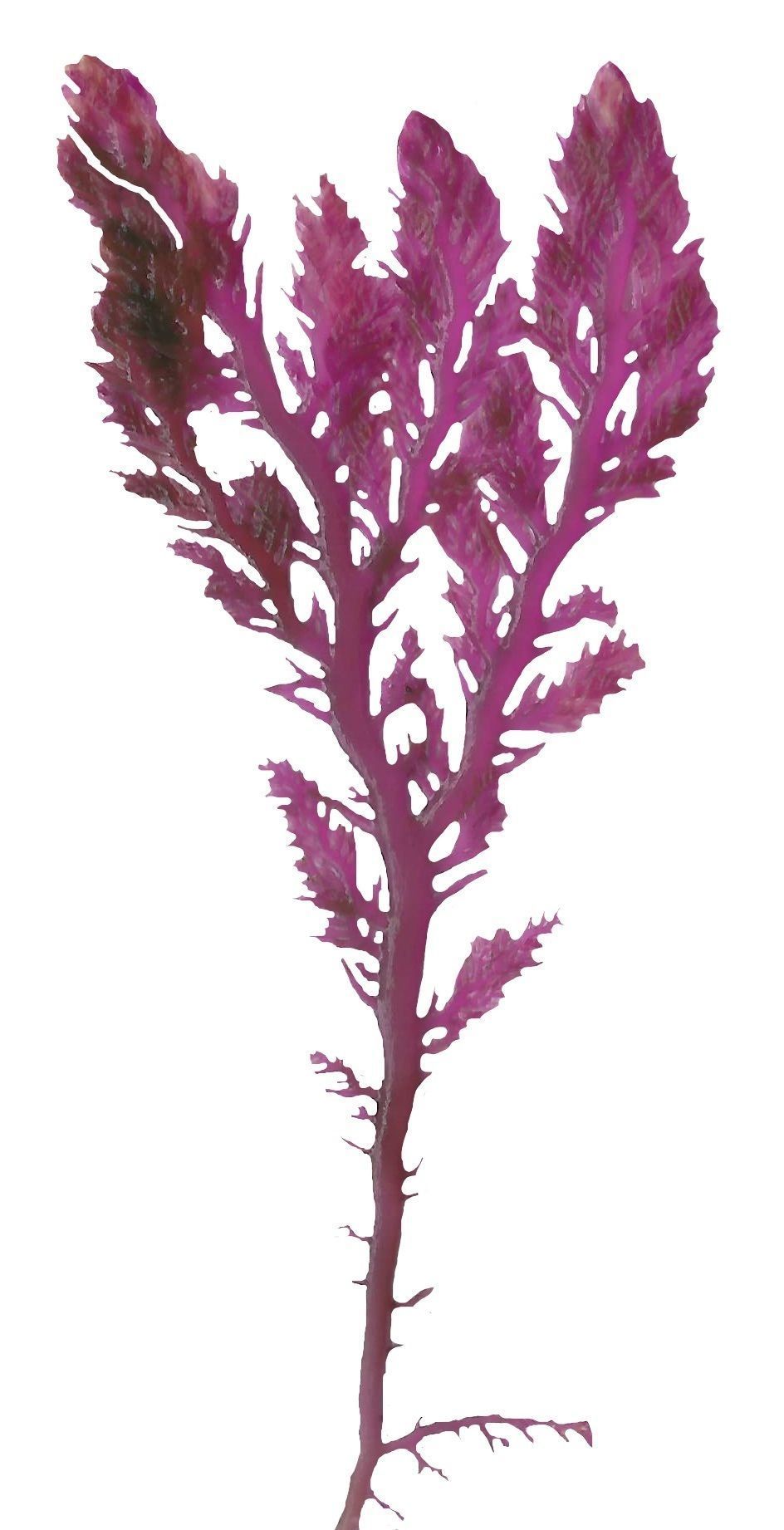 Red and Brown Algae Scanned Texture Pack - 37 Textures free Texture ...