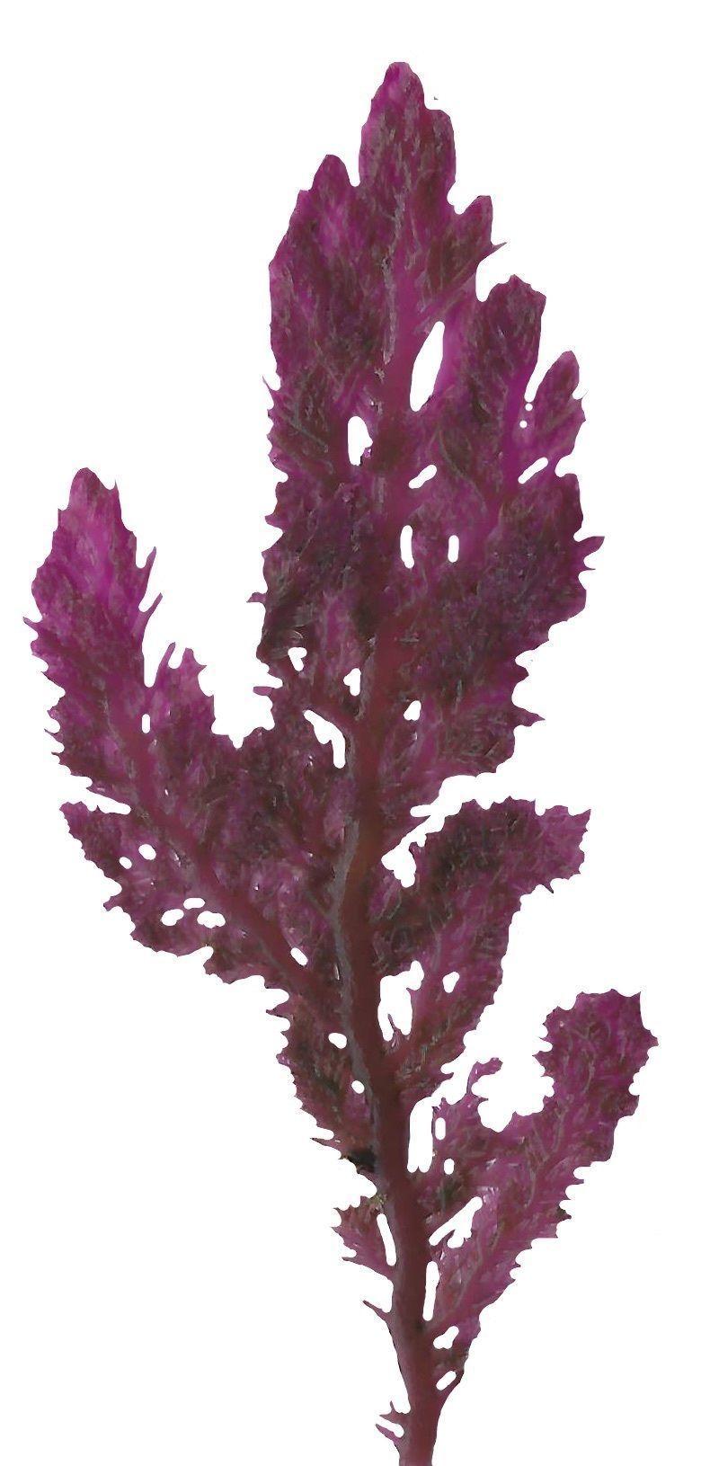 Red and Brown Algae Scanned Texture Pack - 37 Textures free Texture ...