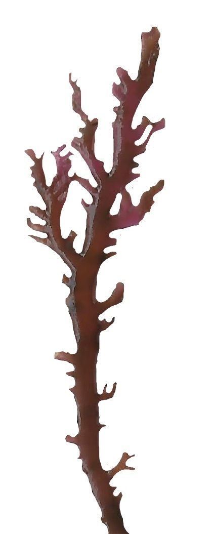 Red and Brown Algae Scanned Texture Pack - 37 Textures free Texture ...