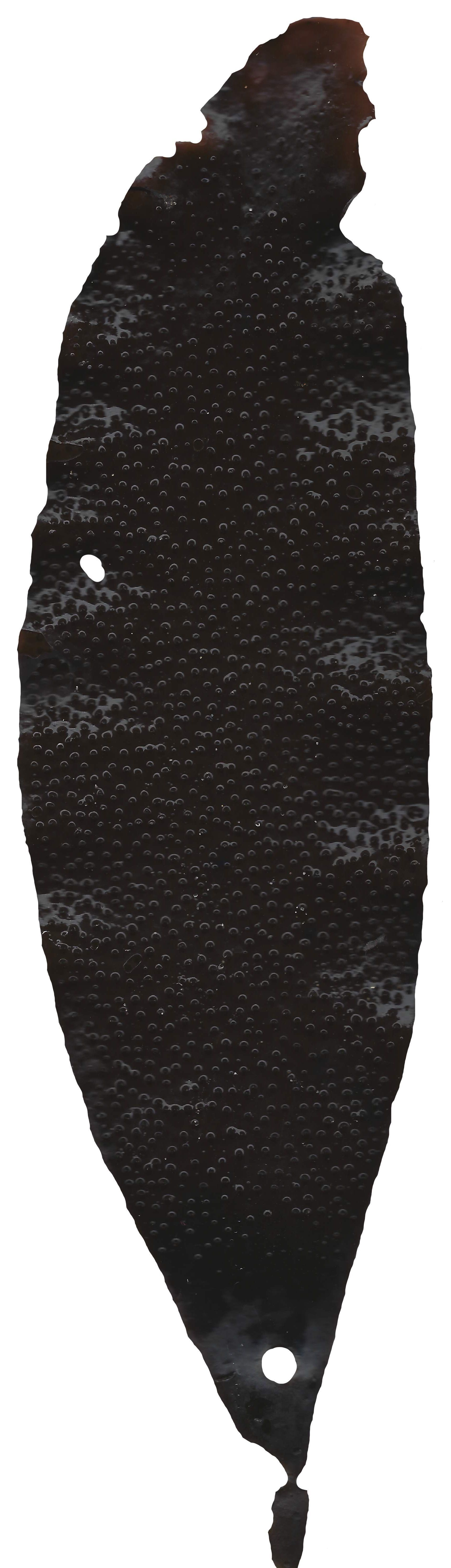 Red and Brown Algae Scanned Texture Pack - 37 Textures free Texture ...