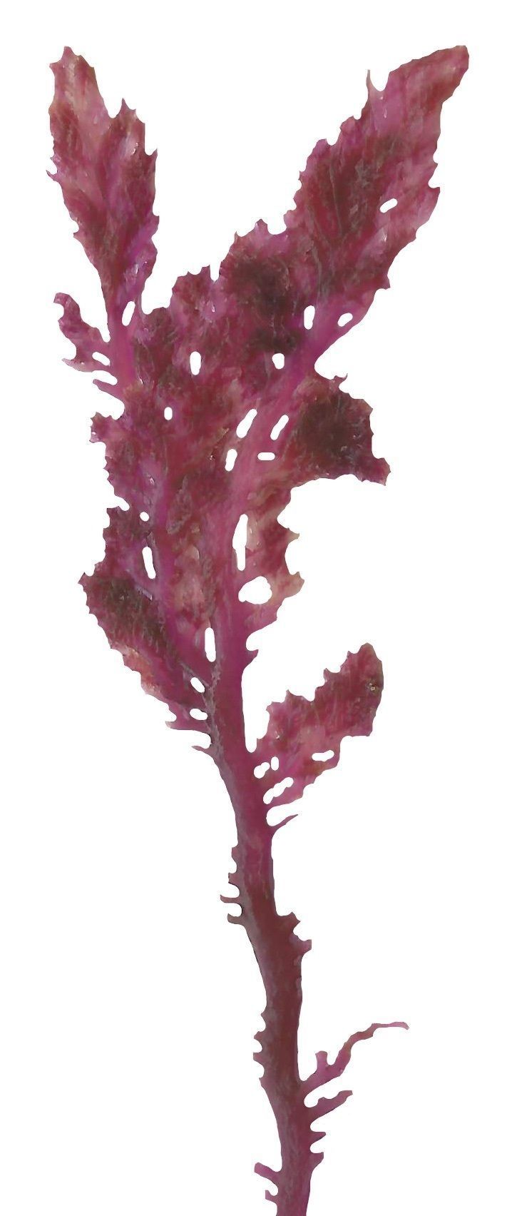 Red and Brown Algae Scanned Texture Pack - 37 Textures free Texture ...