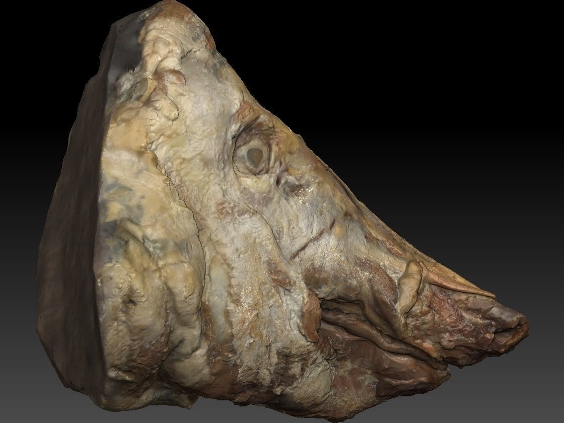 Skinned Pigs Head High Detail Scan With Texture 3D model 3D model ...