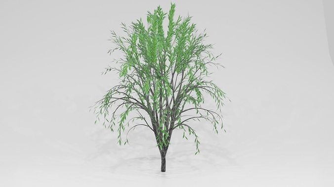 Willow tree free 3D model | CGTrader