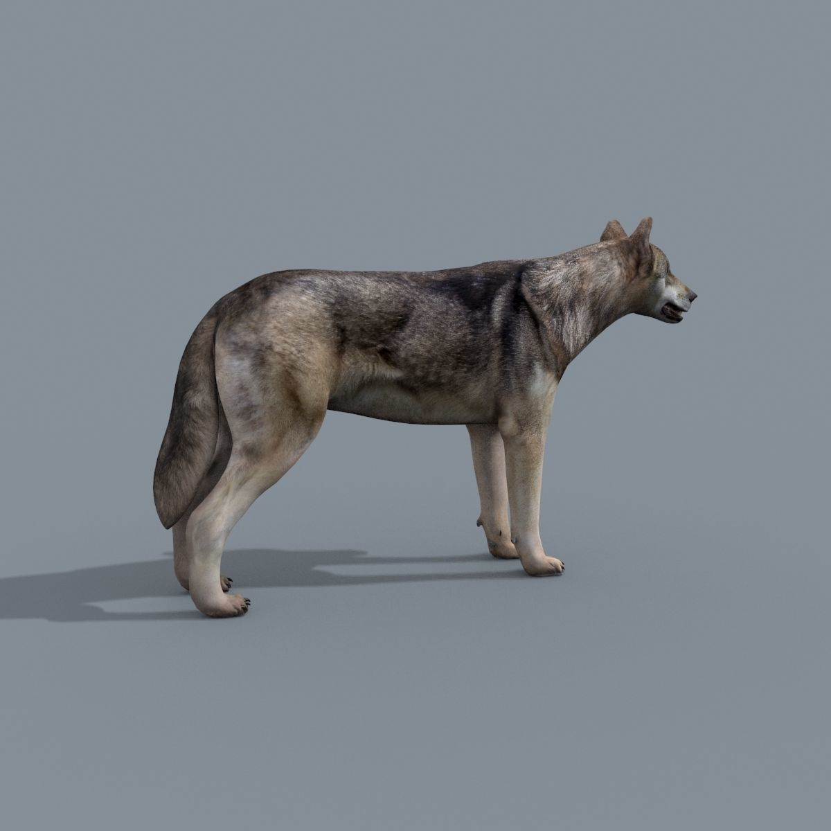 3D model My Wolf - 3d animated wolf model VR / AR / low-poly rigged ...