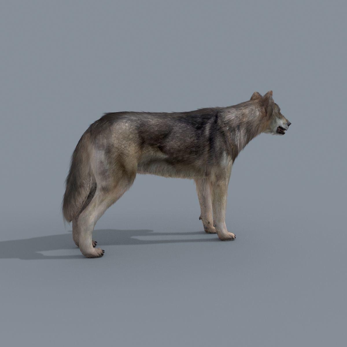 3D model My Wolf - 3d animated wolf model VR / AR / low-poly rigged ...