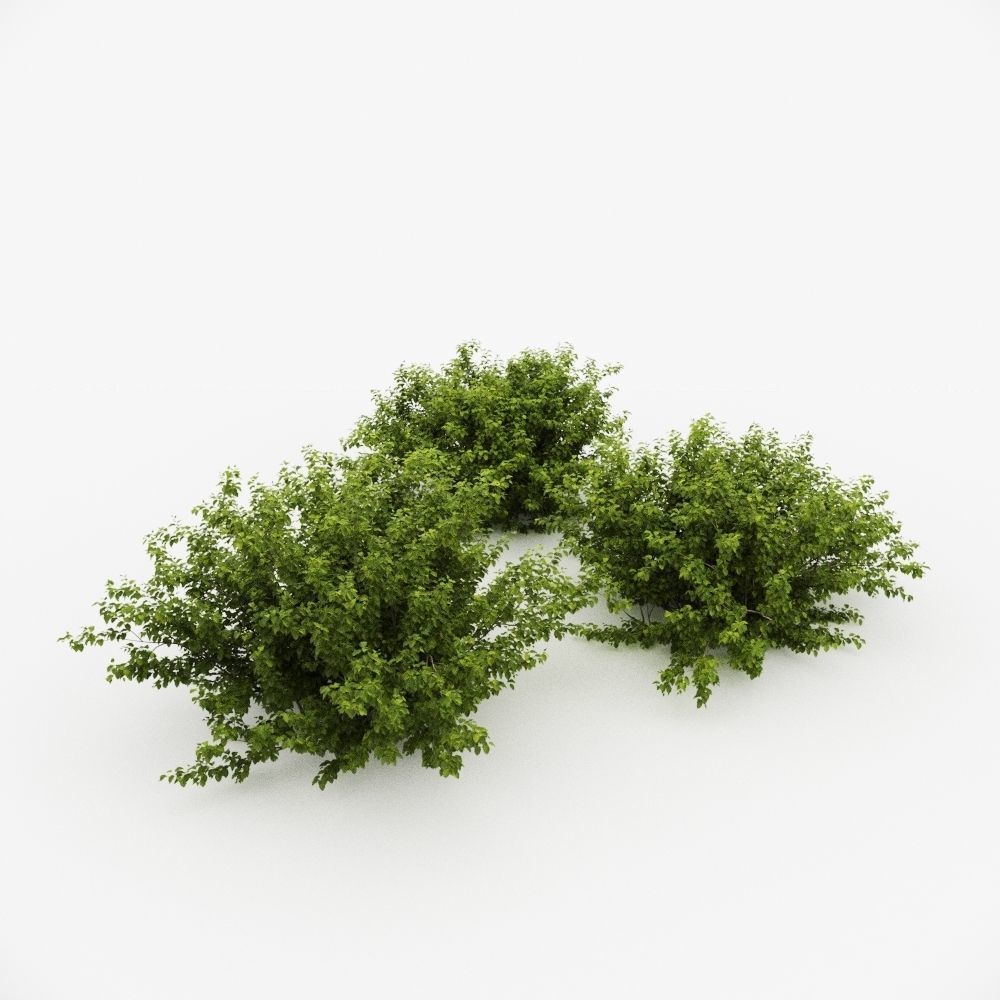 Alnus Viridis 3D model | CGTrader