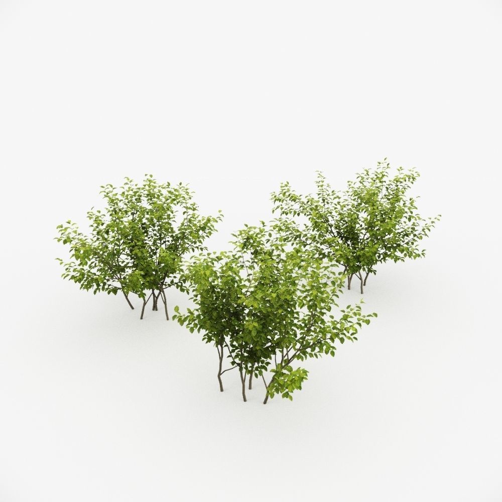 Alnus Viridis 3D model | CGTrader
